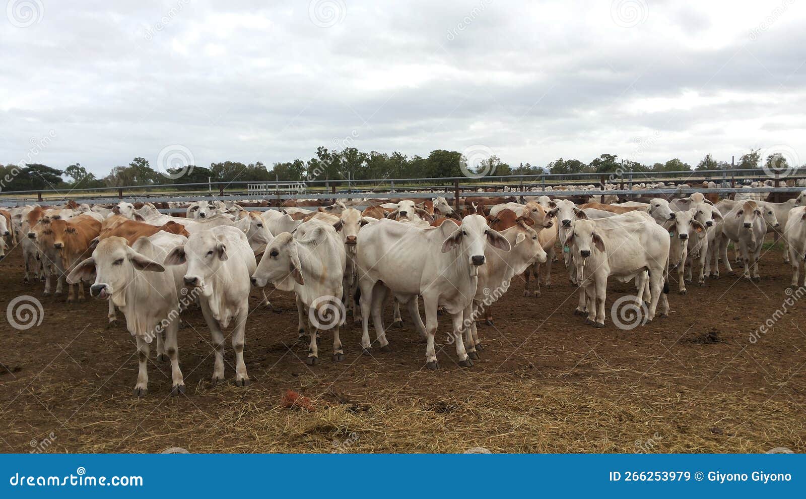Nice white brahman cattle stock image. Image of brahman - 266253979