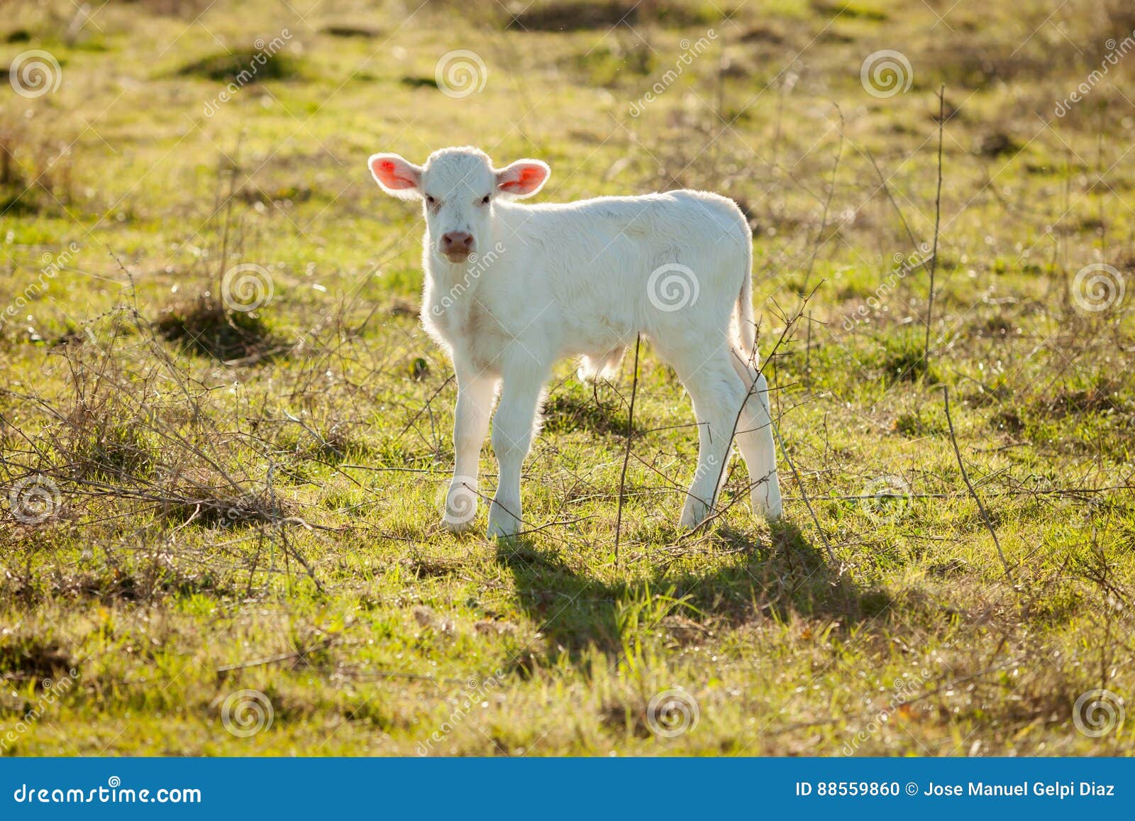 Nice White Calf on the Green Meadow Stock Photo - Image of domestic ...