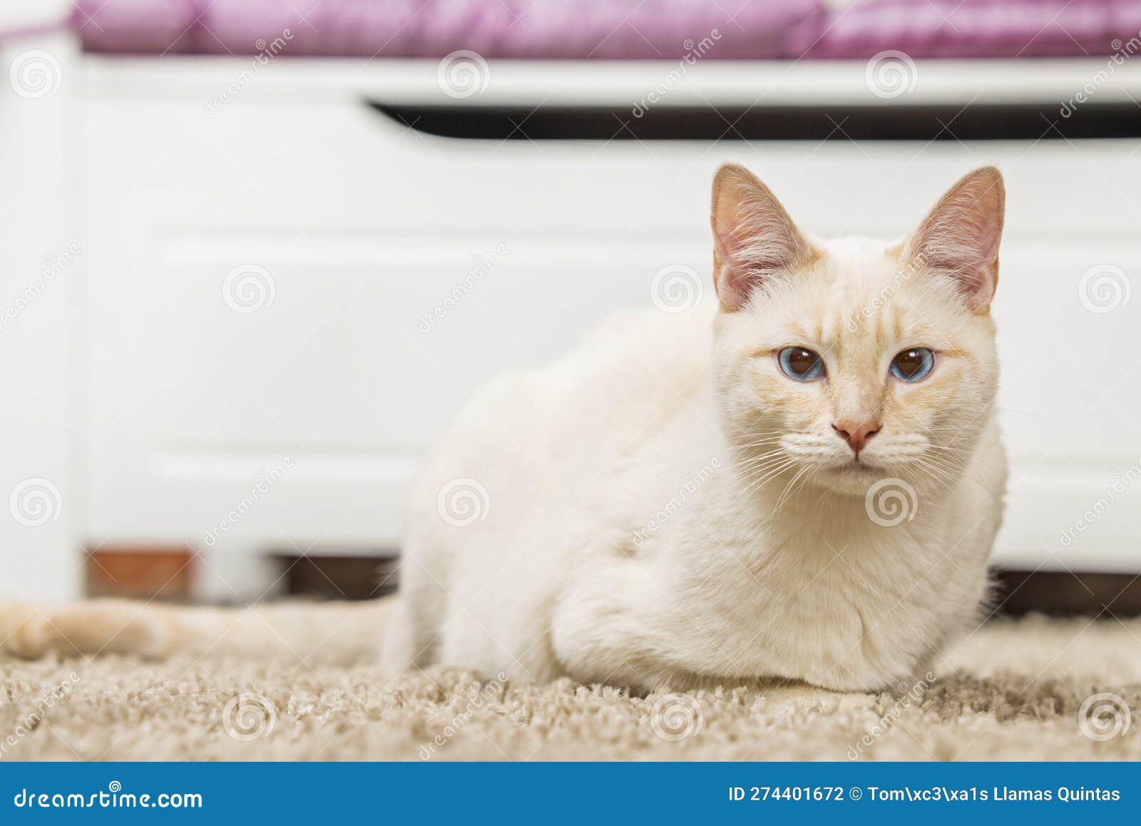A Nice White Cat with Big Blue Eyes Lying on Stock Photo - Image of ...