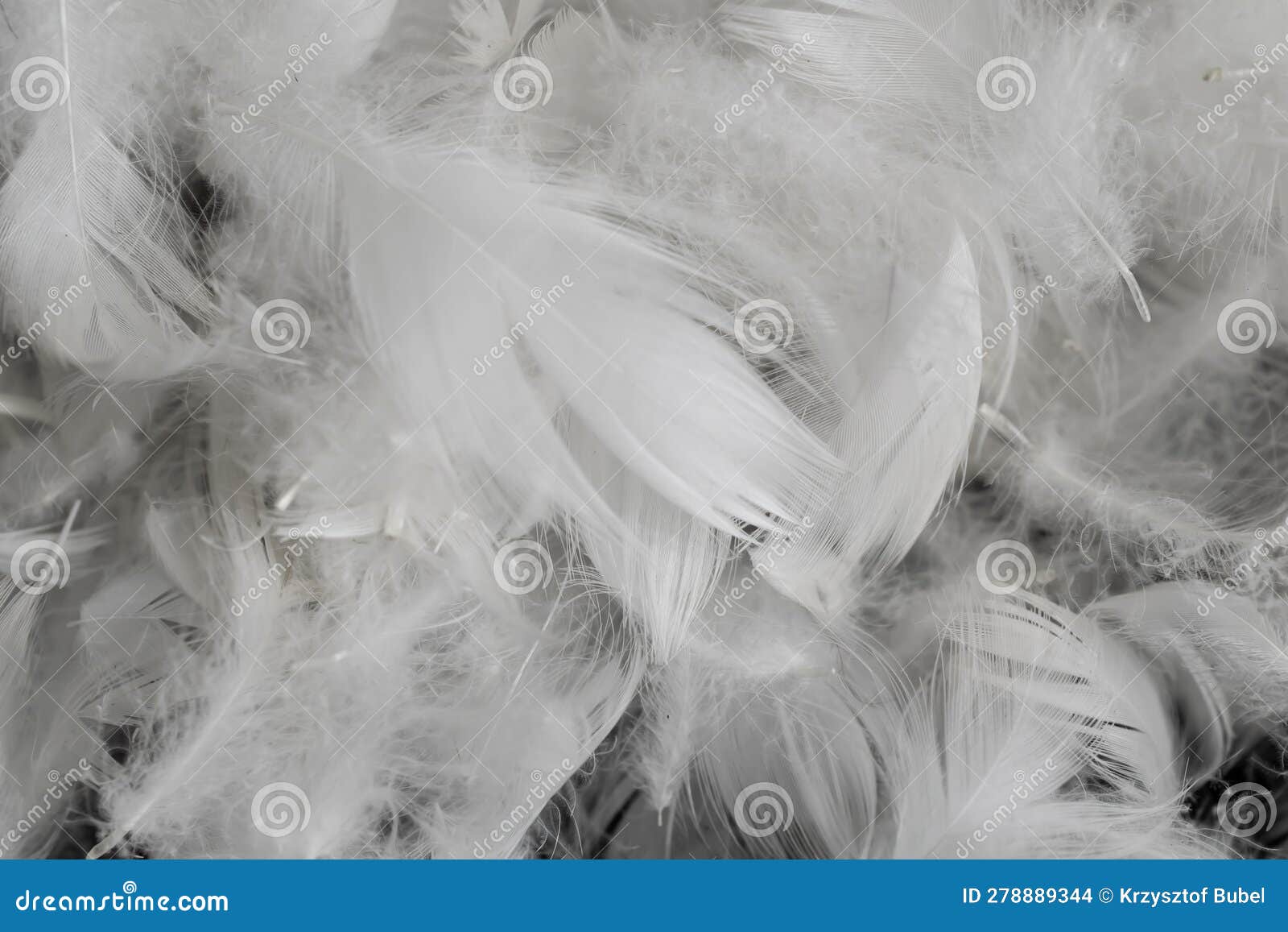 Nice White Duck Feathers. Background or Texture Stock Photo - Image of ...