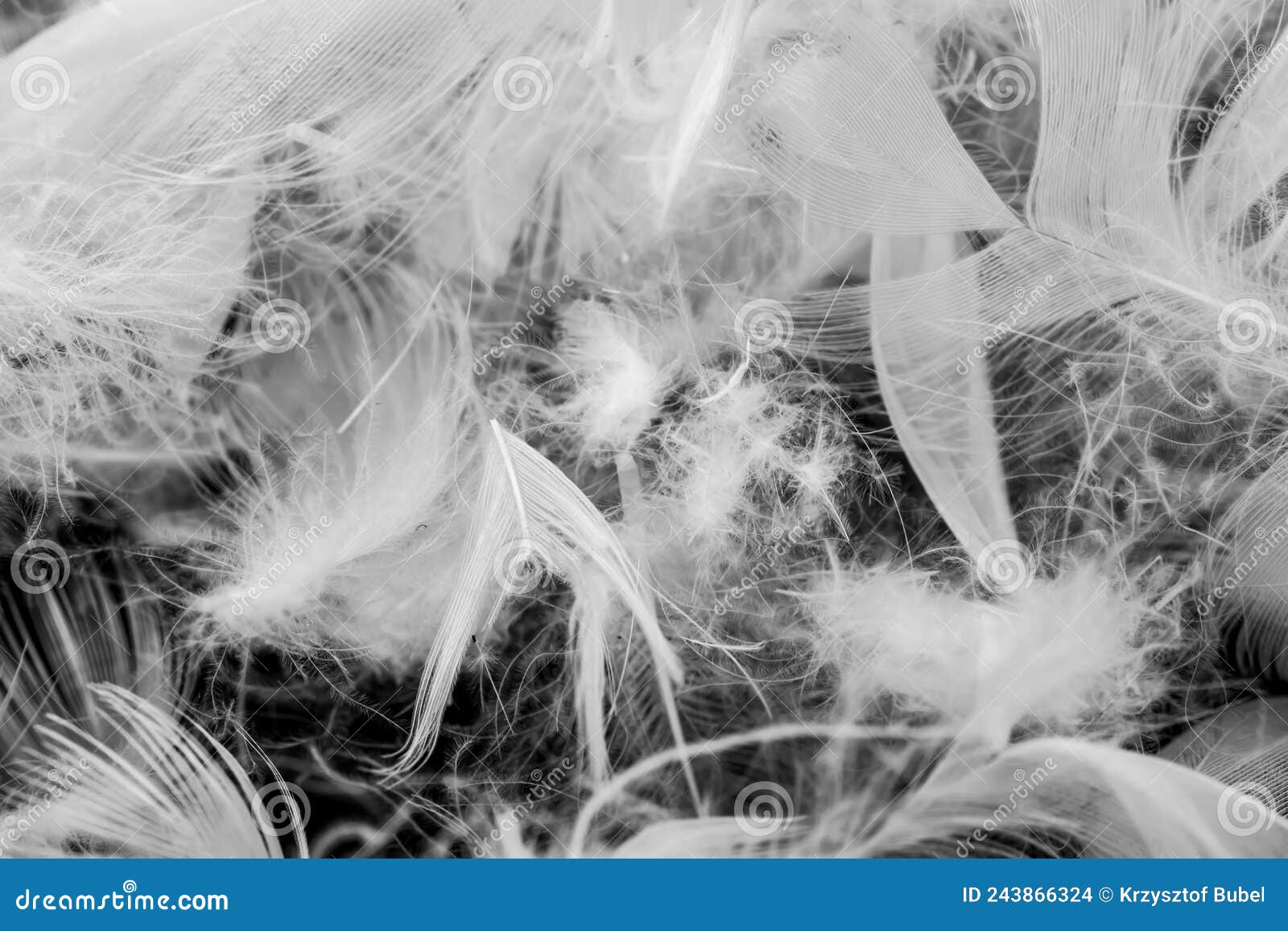 Nice White Duck Feathers. Background or Texture Stock Photo - Image of ...
