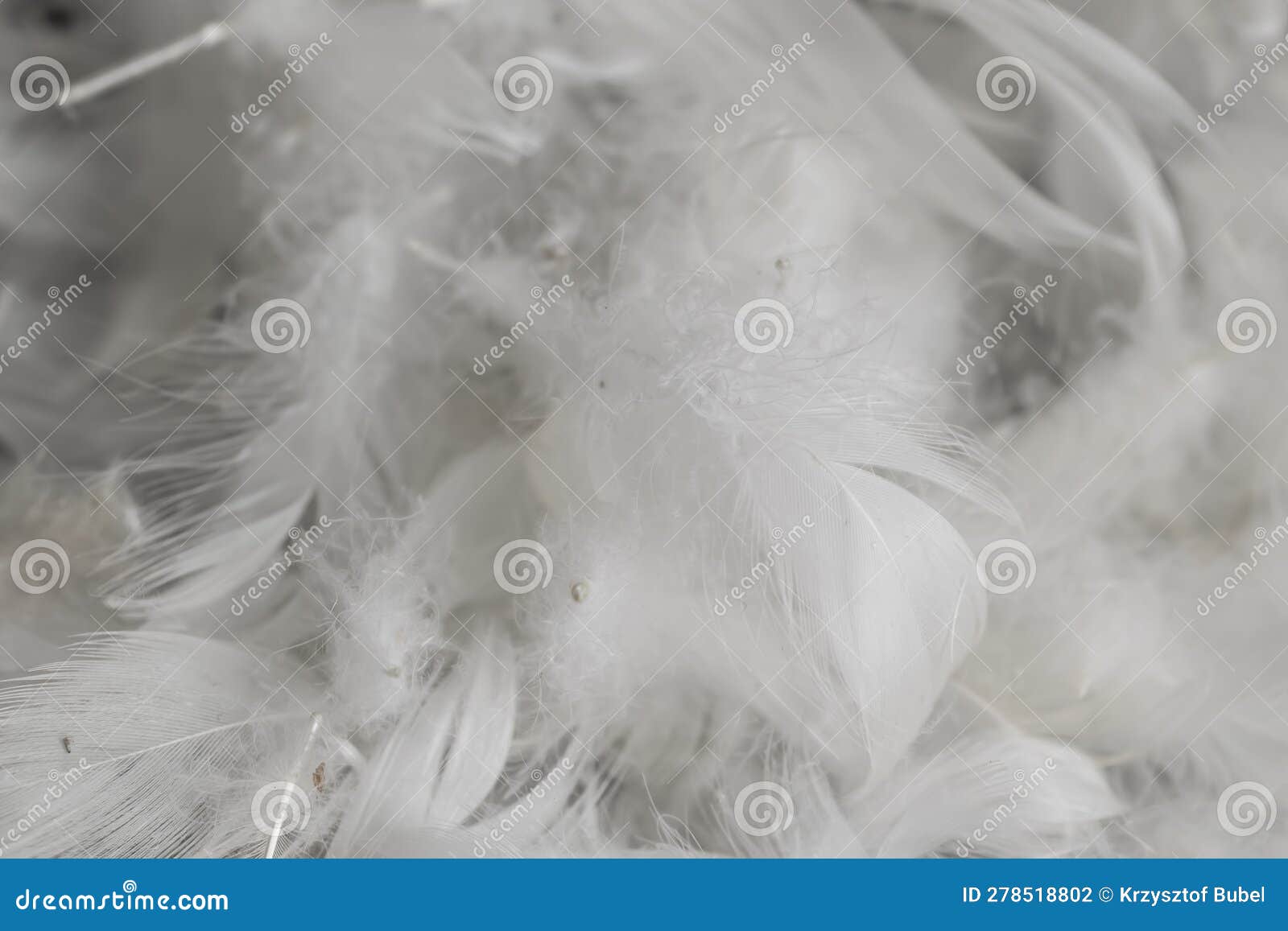 Nice White Duck Feathers. Background or Texture Stock Photo - Image of ...