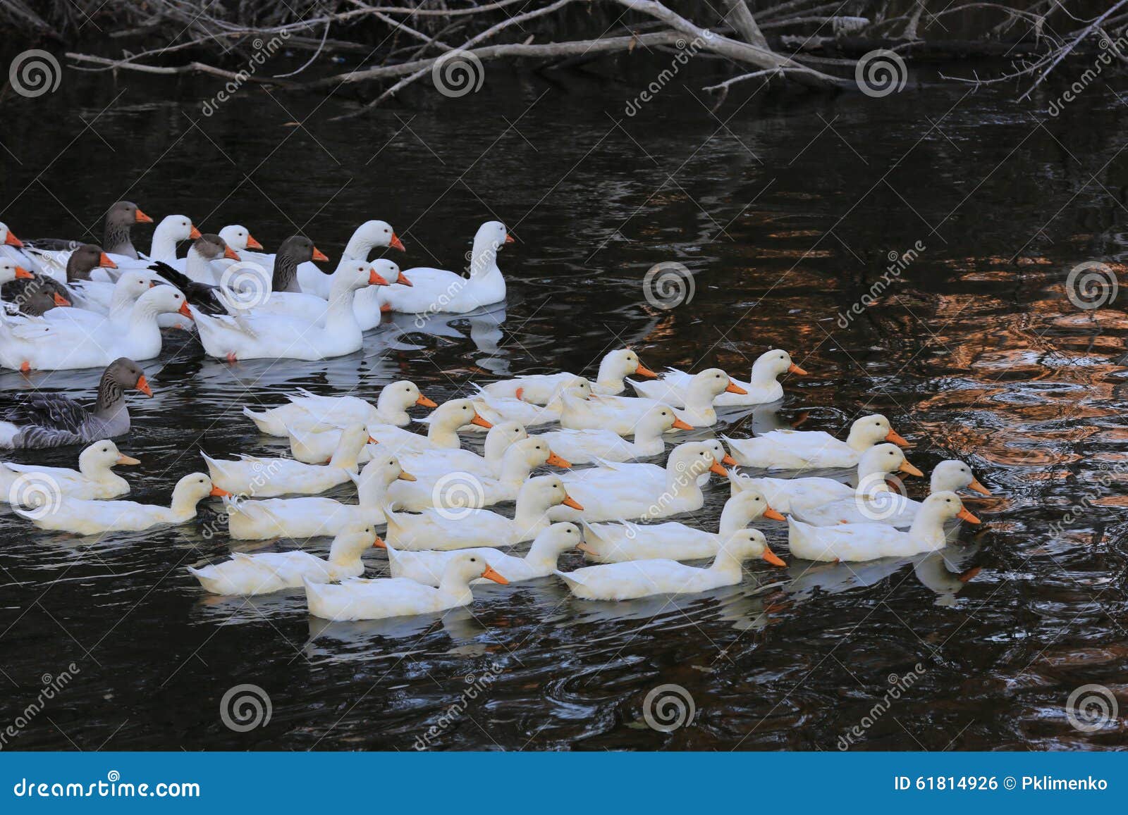Nice white ducks on lake stock photo. Image of feather - 61814926