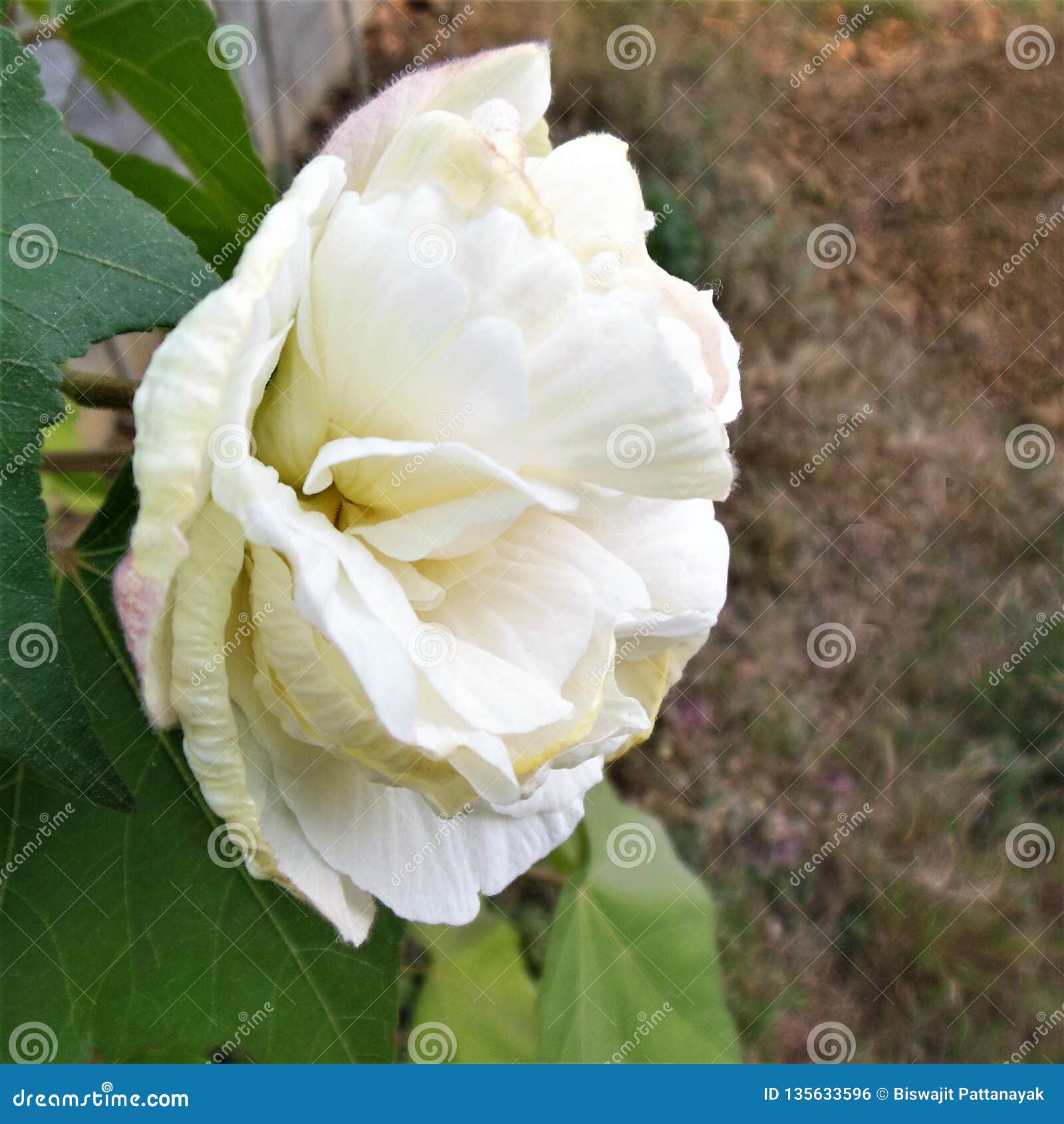 Nice white evergreen rose stock photo. Image of perennial - 135633596