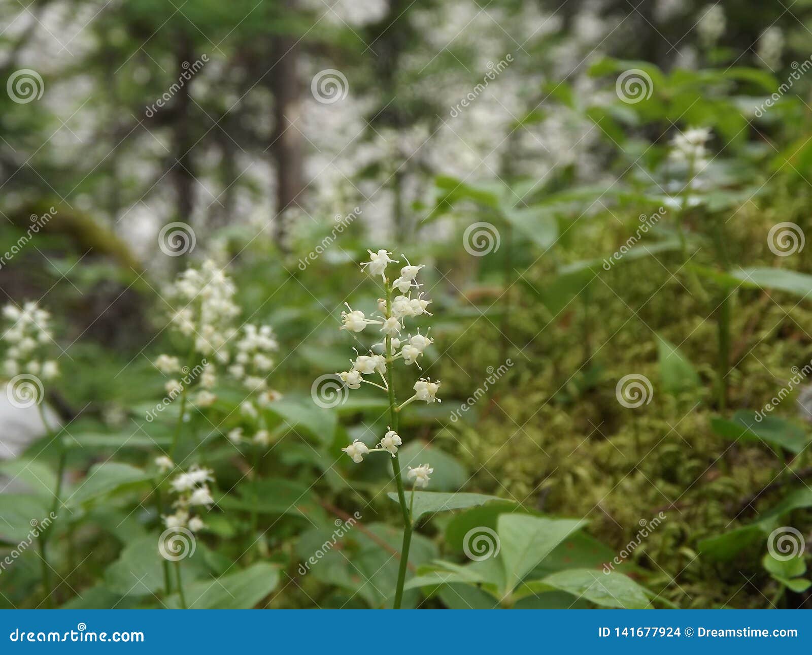 Nice White Flowers on the Forest Path. Stock Photo - Image of nice ...