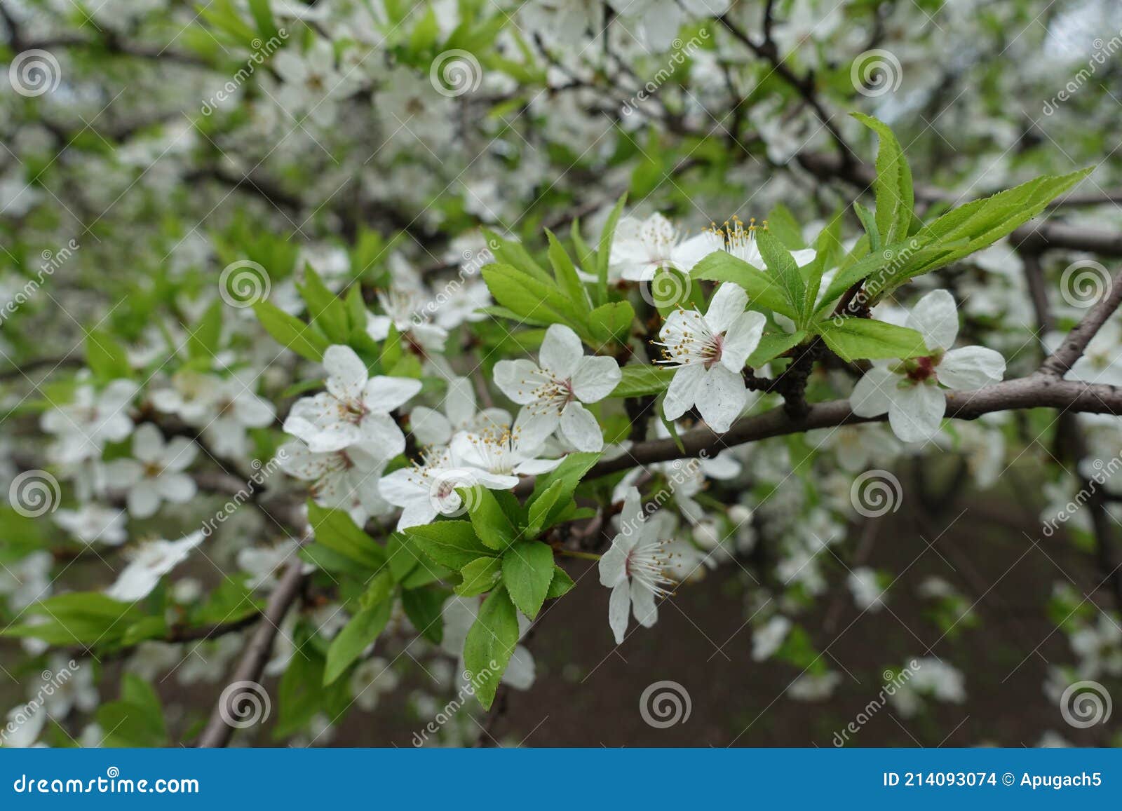 Nice White Flowers and Green Leaves of Plum in April Stock Photo ...