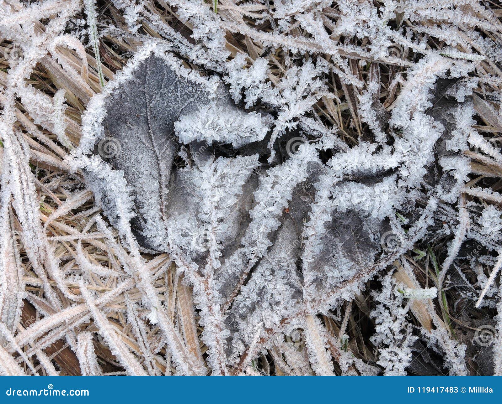 Beautiful Frost on Grass in Winter Stock Image - Image of greyish ...