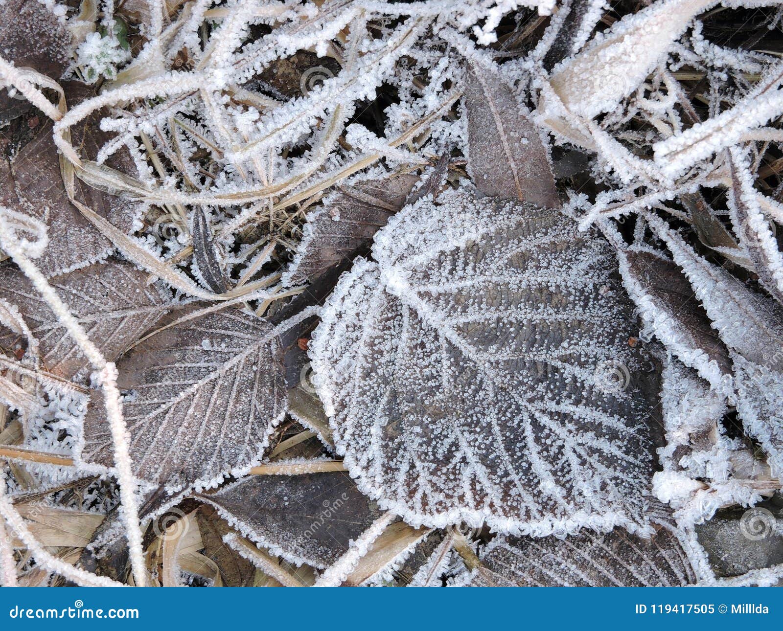 Beautiful Frost on Leaves and Grass in Winter Stock Image - Image of ...