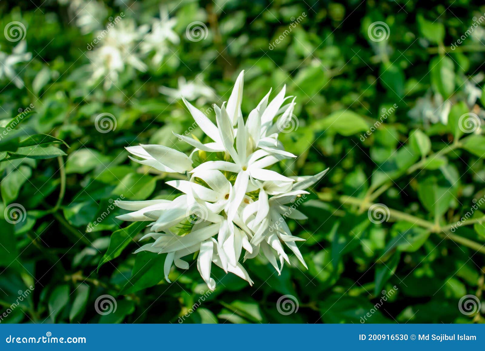 Nice White Jasmin or Jui Flower in the Flower Plant Stock Photo - Image ...