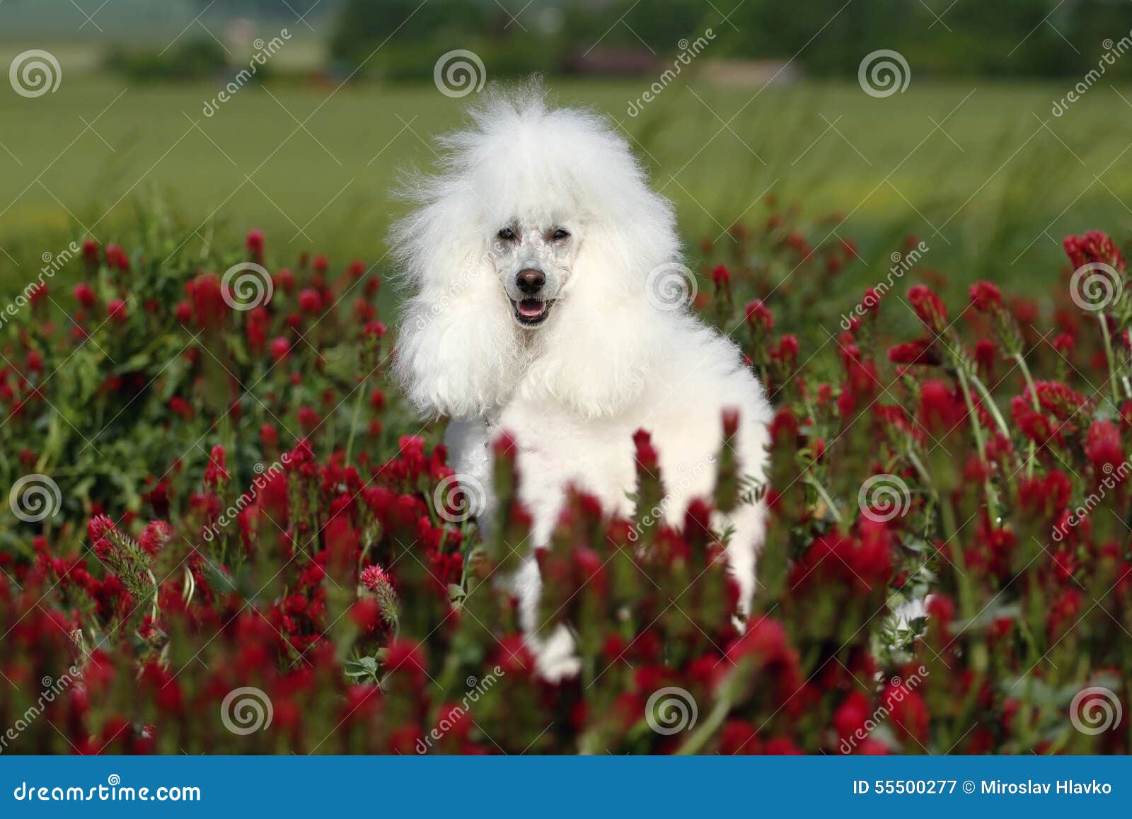 Nice white poodle stock image. Image of breed, breeding - 55500277