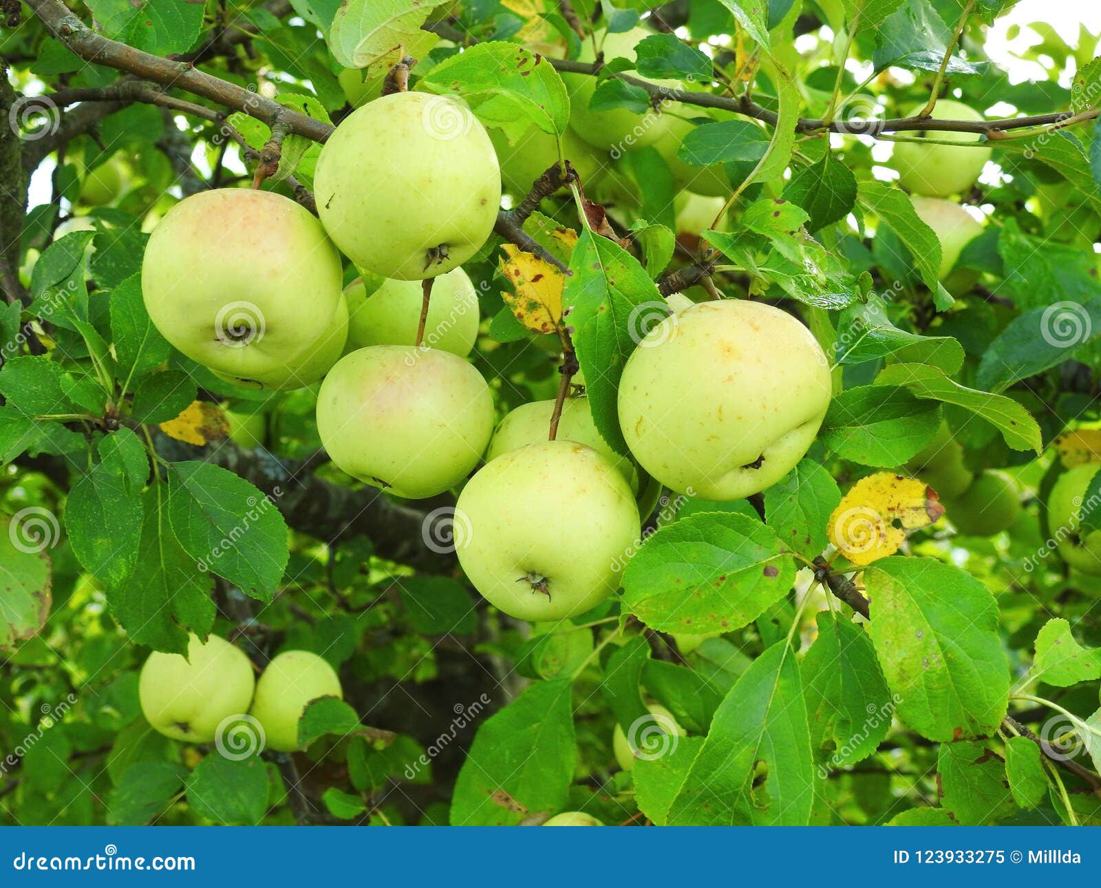 Beautiful Apples on Tree Branch in Summer, Lithuania Stock Image ...