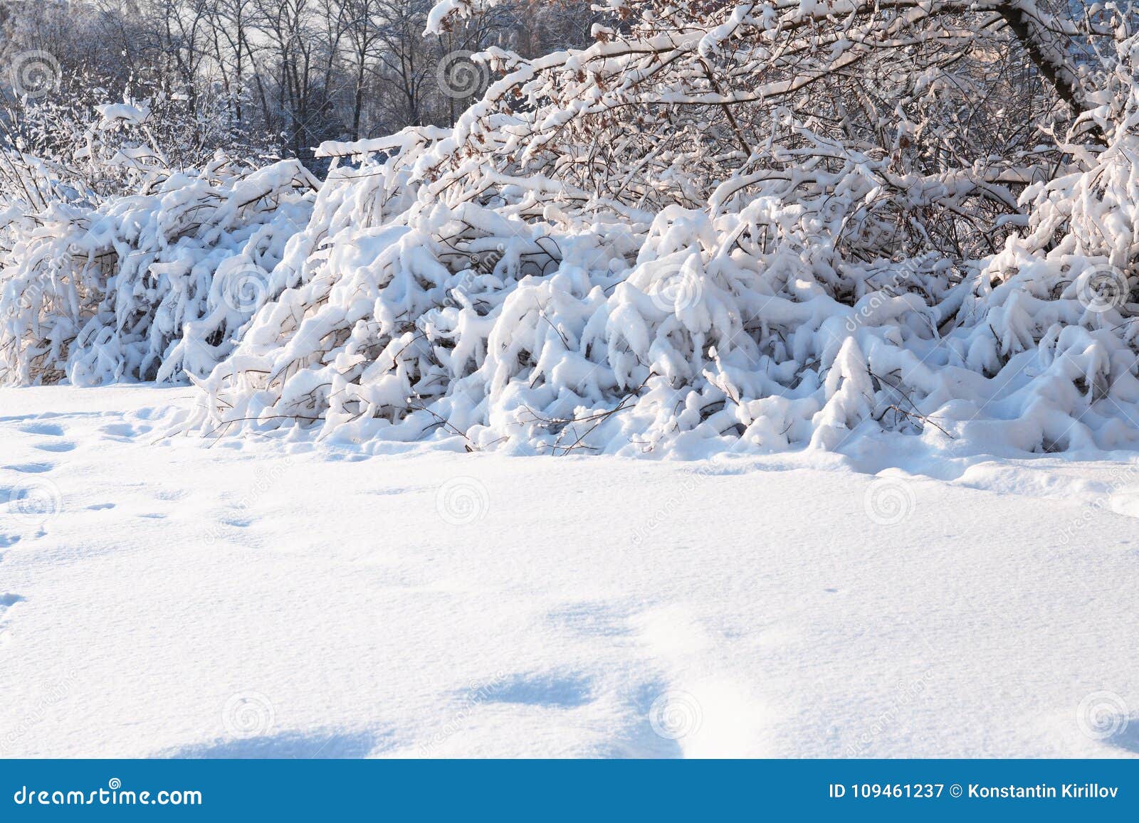 Nice Winter Background stock image. Image of nature - 109461237