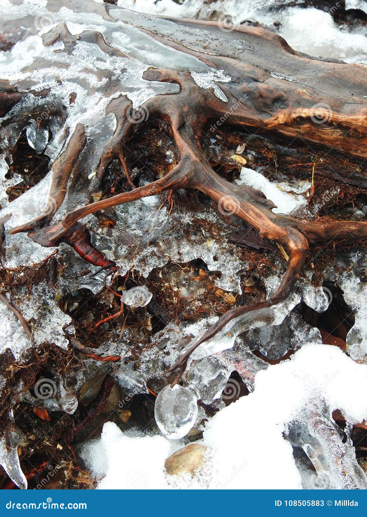 Beautiful Winter Ice on Curonian Spit Shore, Lithuania Stock Image ...