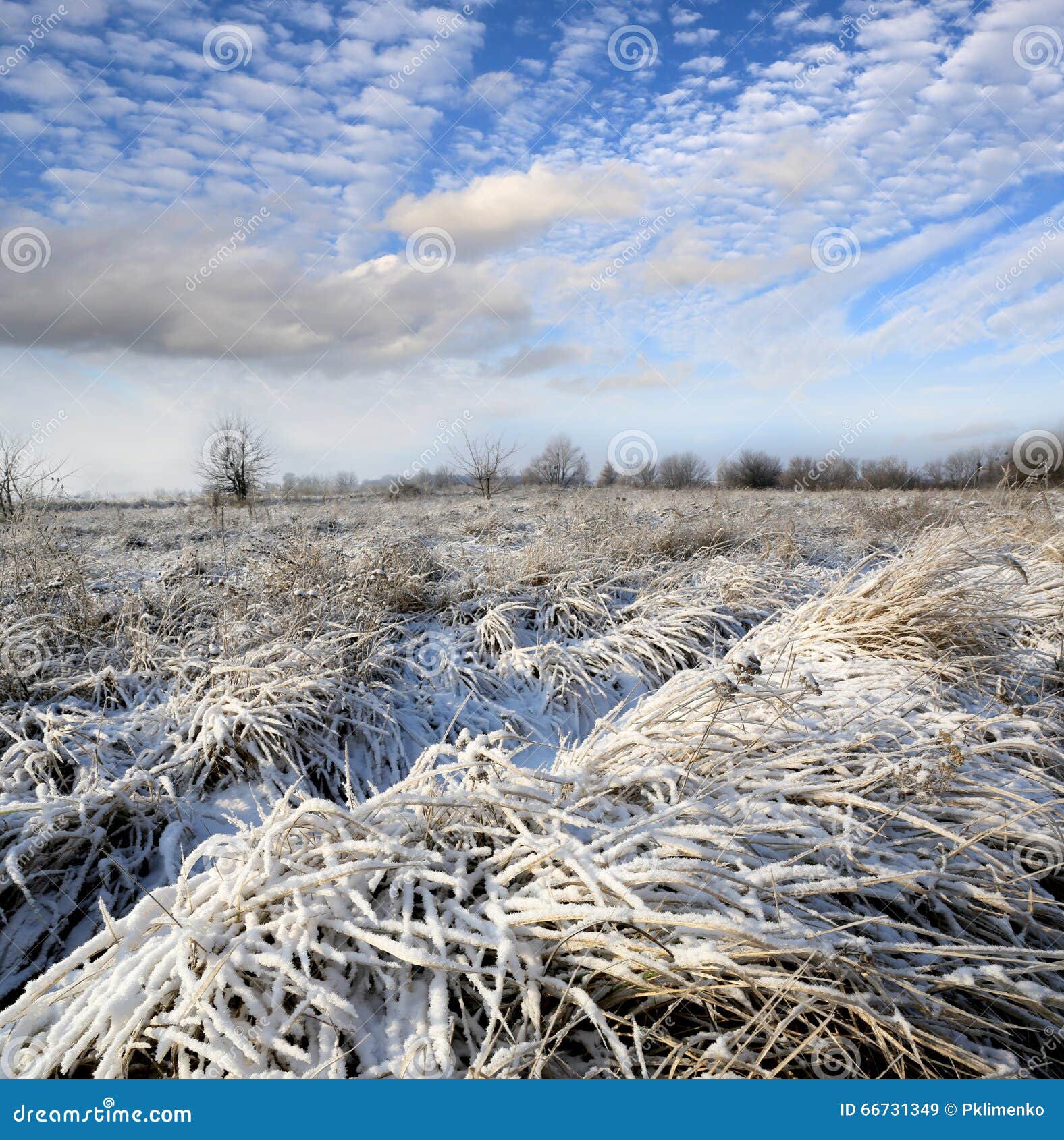 Nice winter meadow stock image. Image of park, snowy - 66731349
