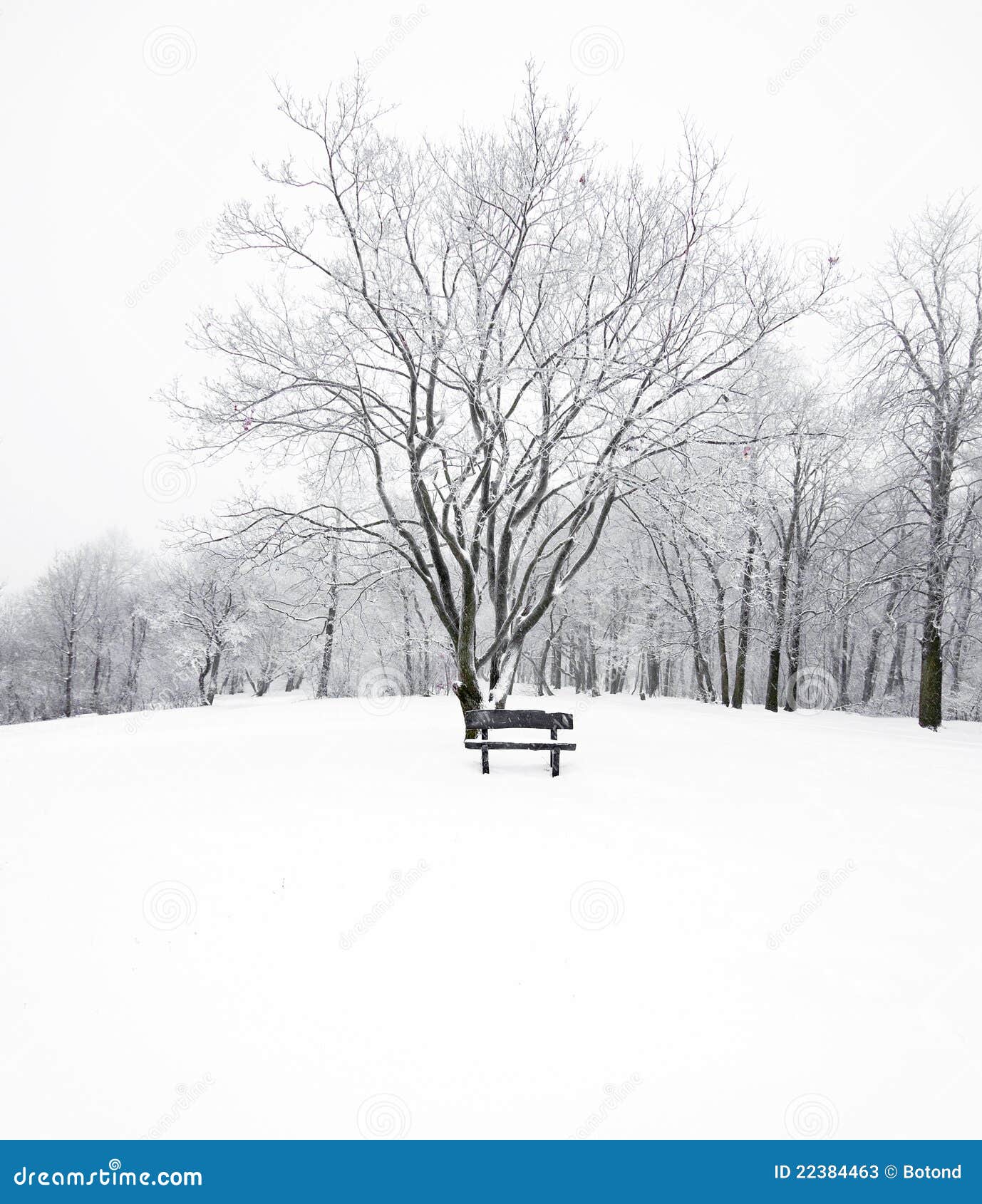 Nice winter scene stock image. Image of tree, nature - 22384463