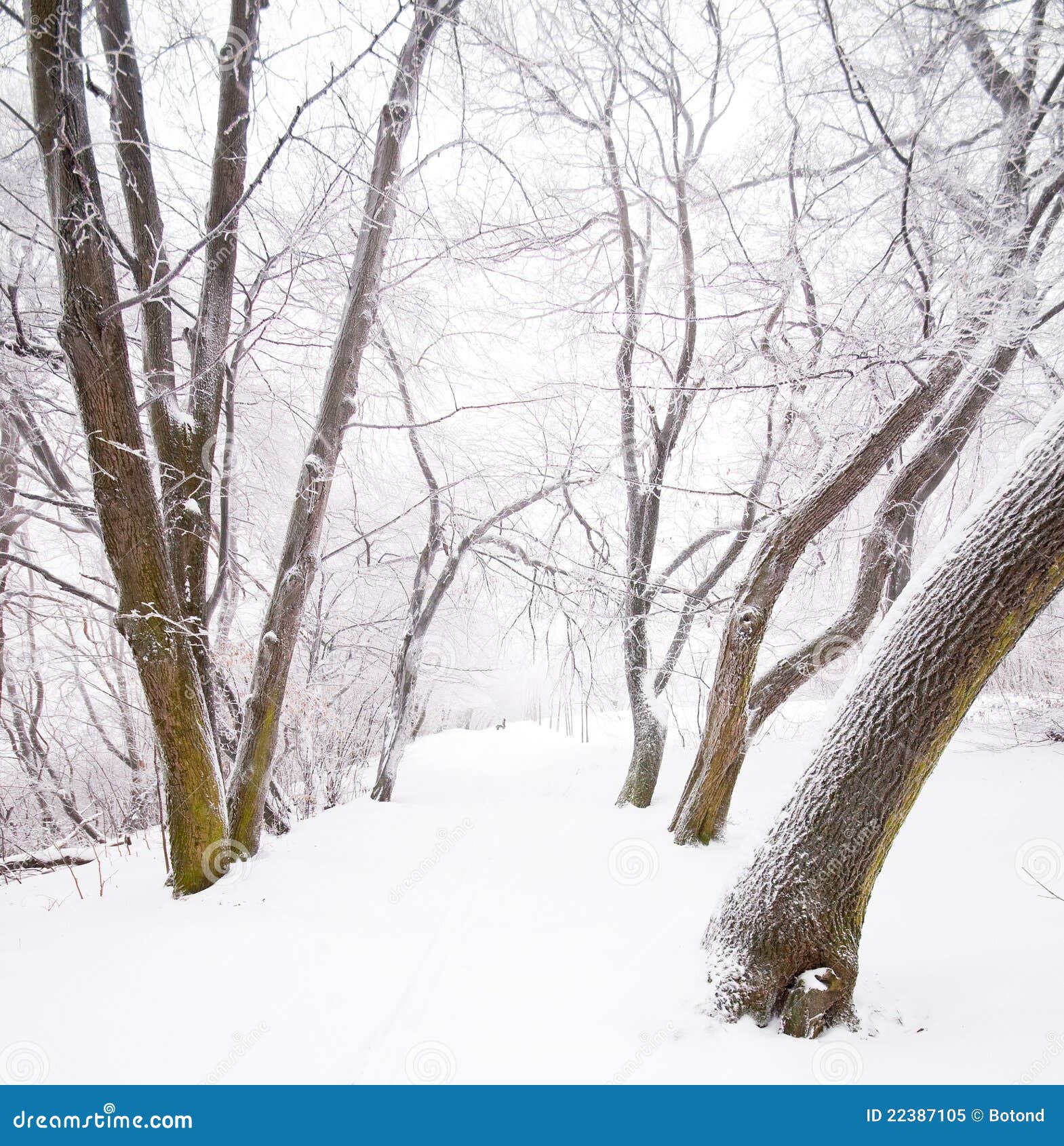 Nice winter scene stock image. Image of color, winter - 22387105