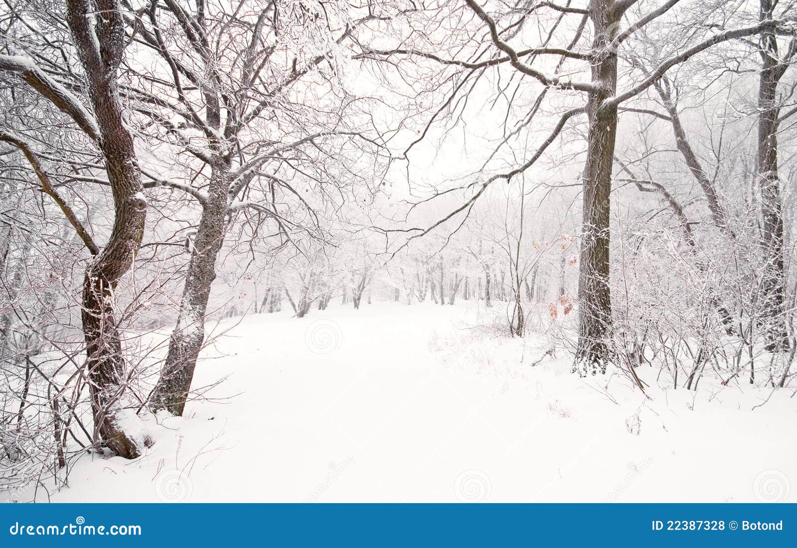 Nice winter scene stock photo. Image of park, tree, forest - 22387328