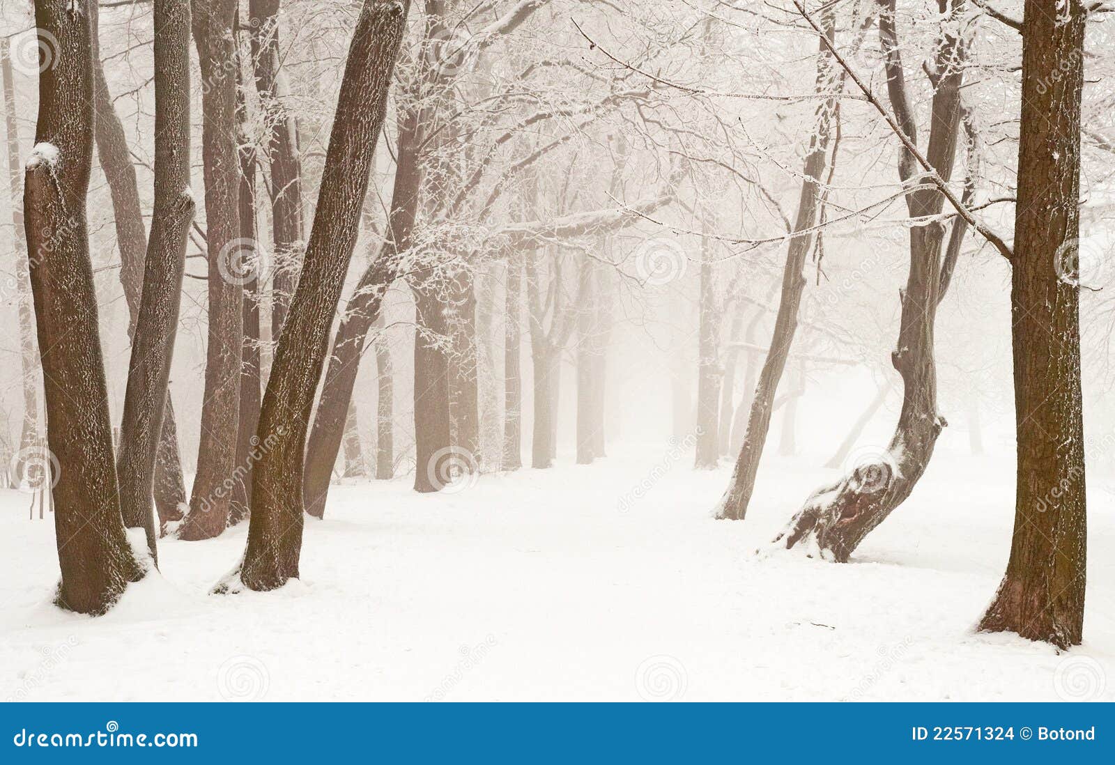 Nice winter scene stock photo. Image of harmony, natural - 22571324