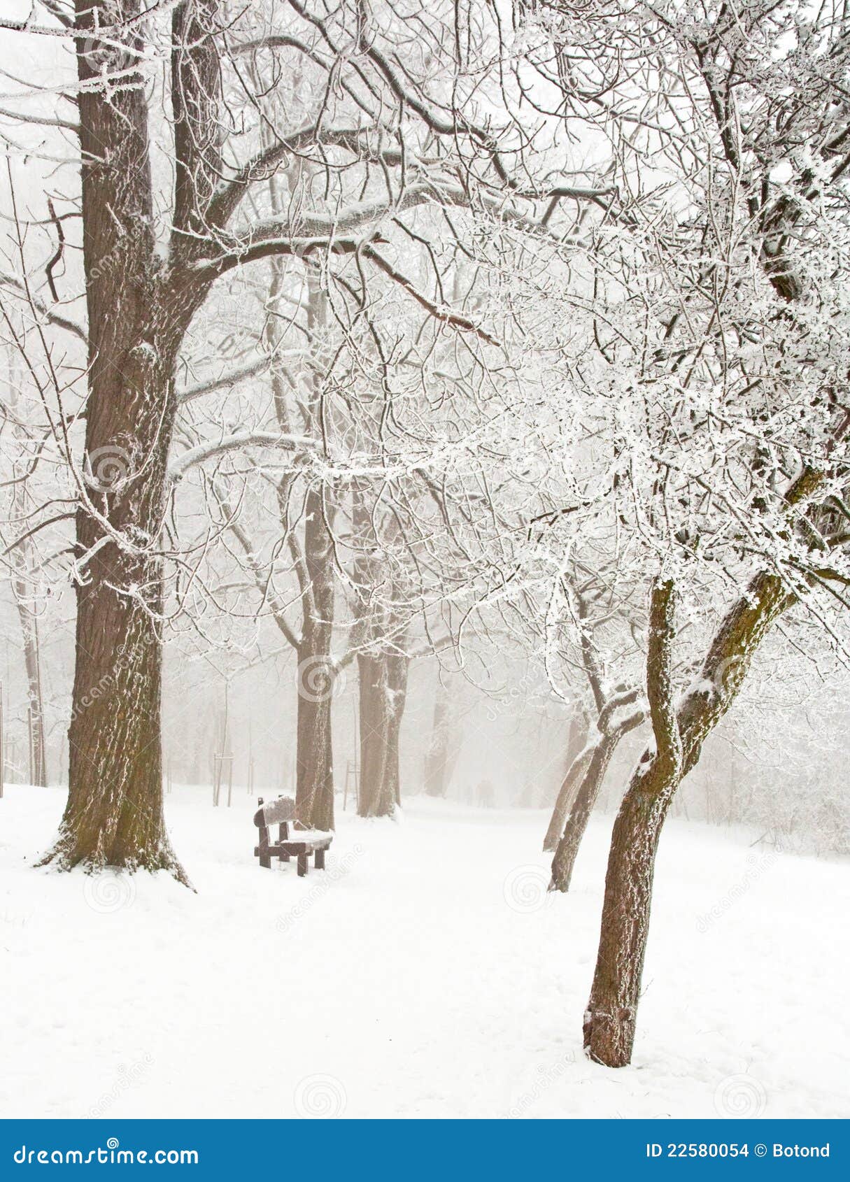 Nice winter scene stock photo. Image of leaves, peace - 22580054