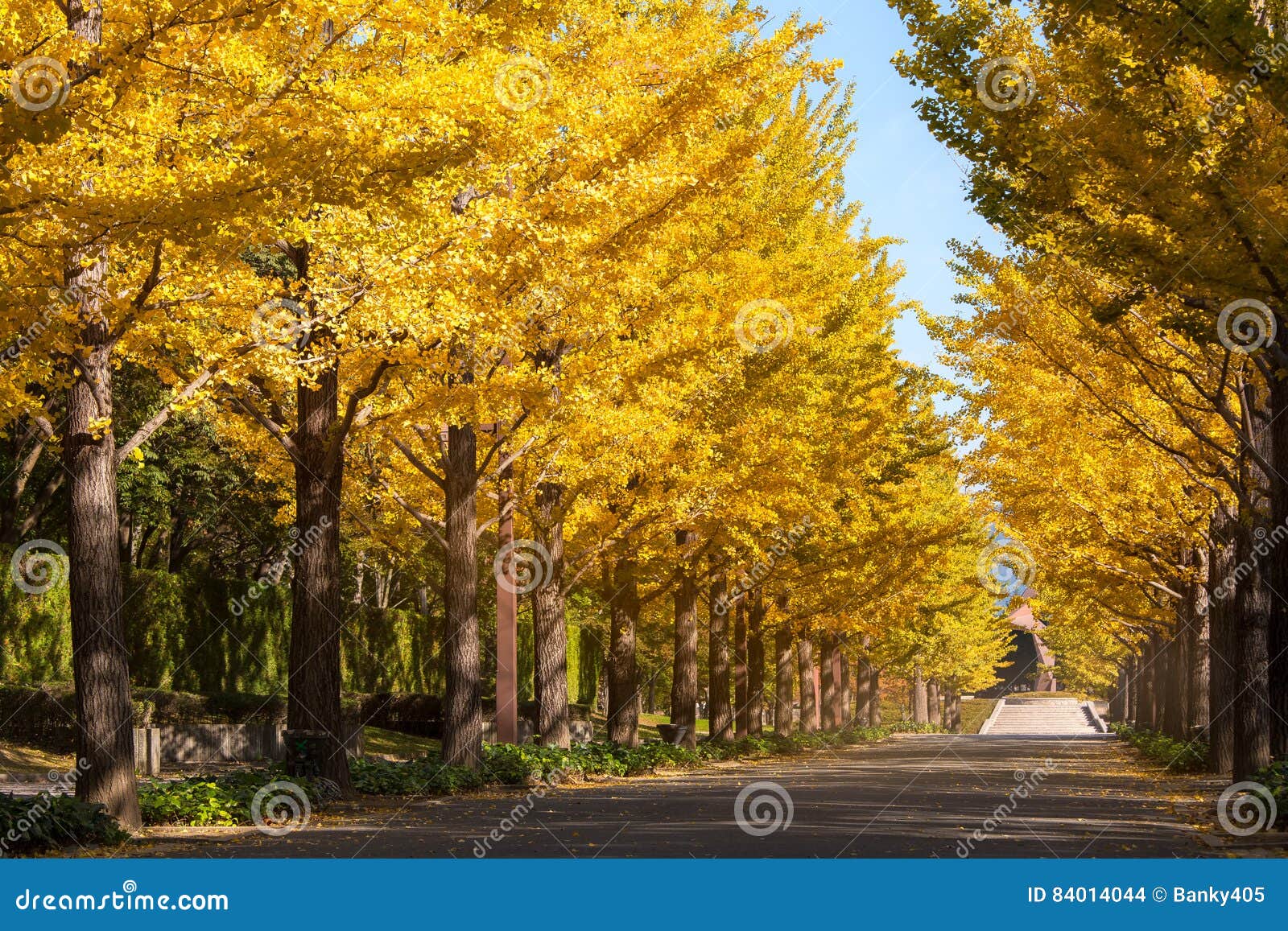Nice Yellow Color with Ginkgo Tree Stock Photo - Image of november ...