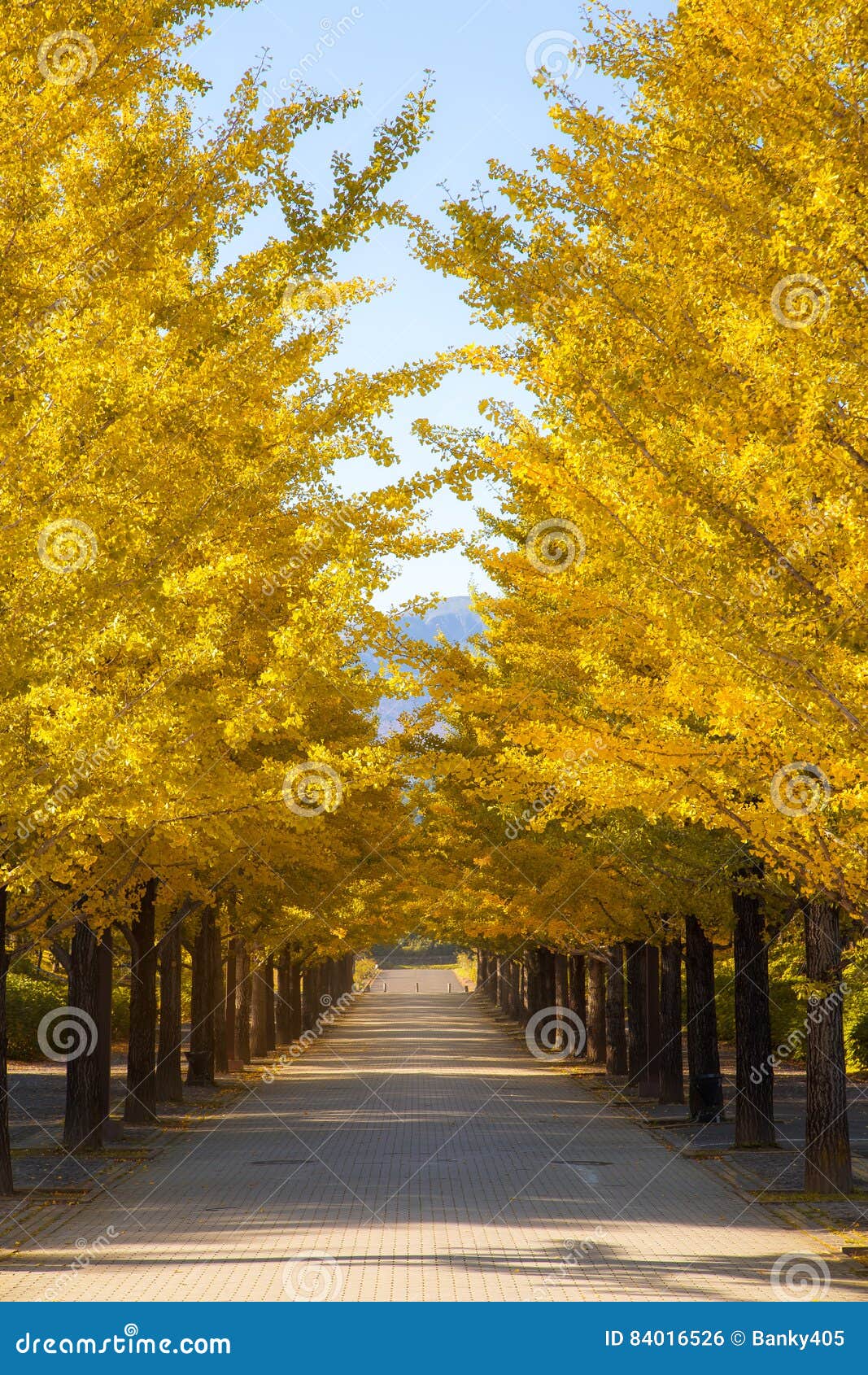 Nice Yellow Color with Ginkgo Tree Stock Photo - Image of fall, autumn ...