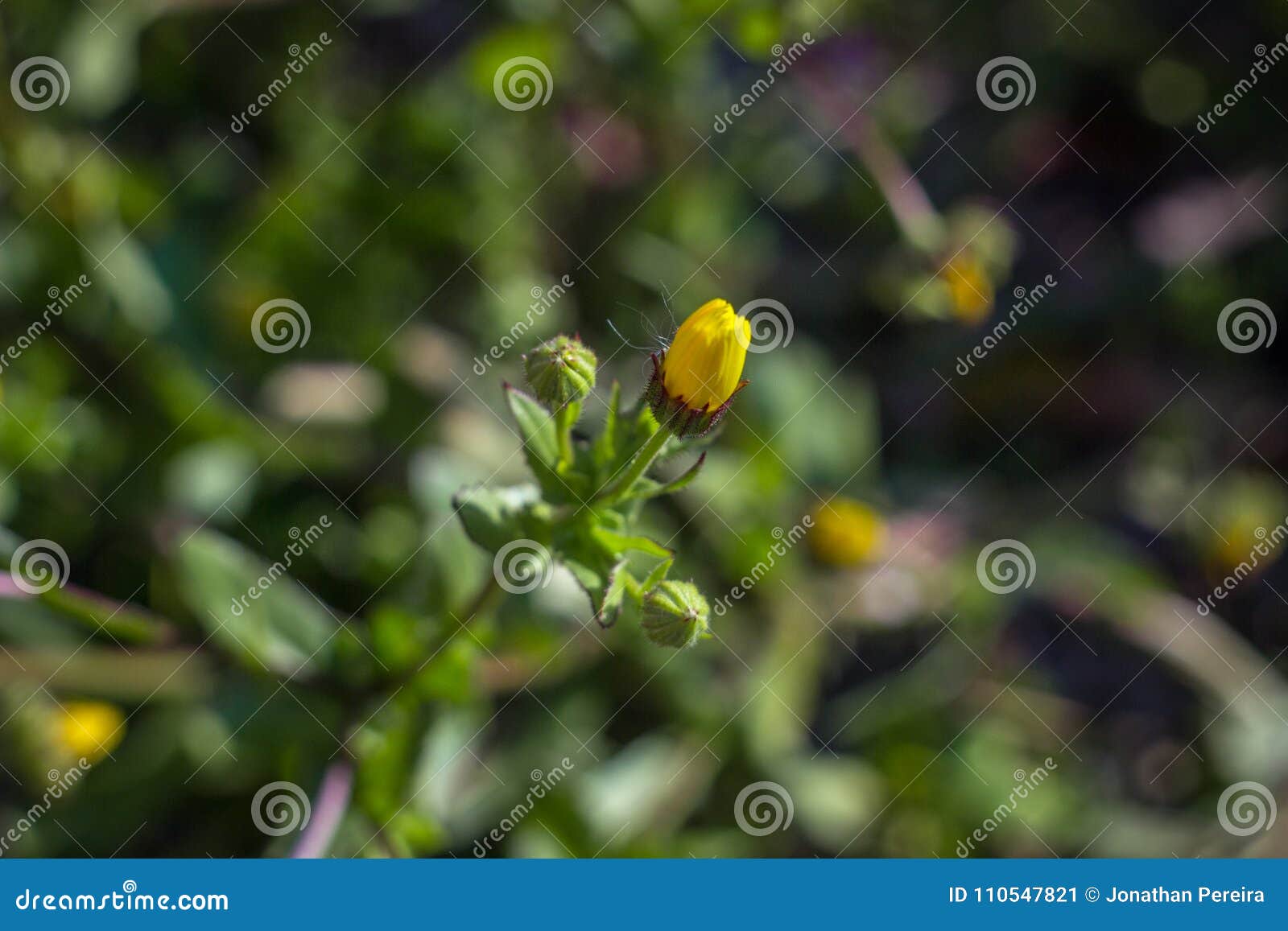 Nice yellow flour stock image. Image of center, garden - 110547821