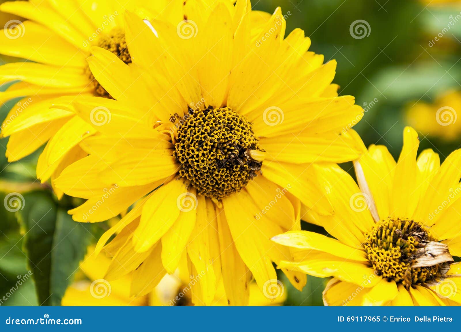 Nice yellow flowers stock image. Image of botany, flora - 69117965
