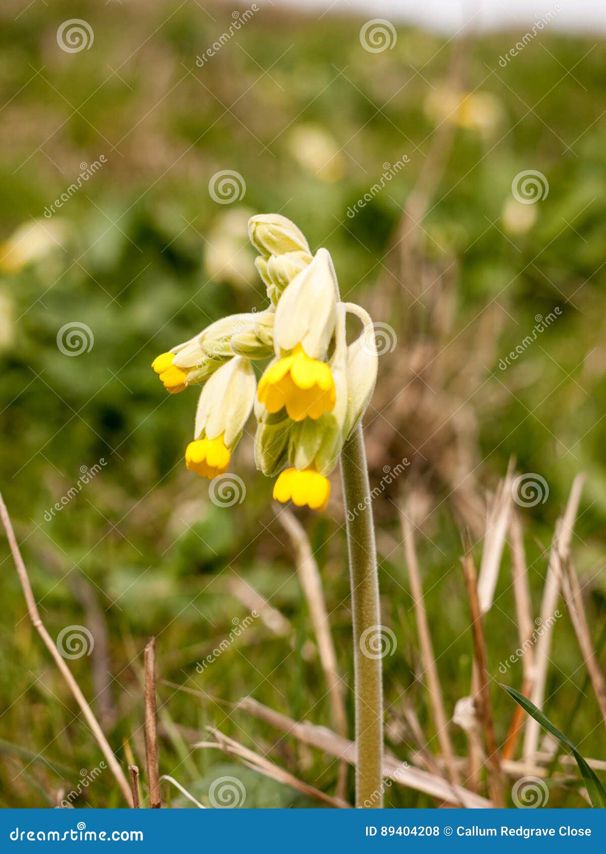 Nice Yellow and Green Cowslip in the Field Stock Photo - Image of ...