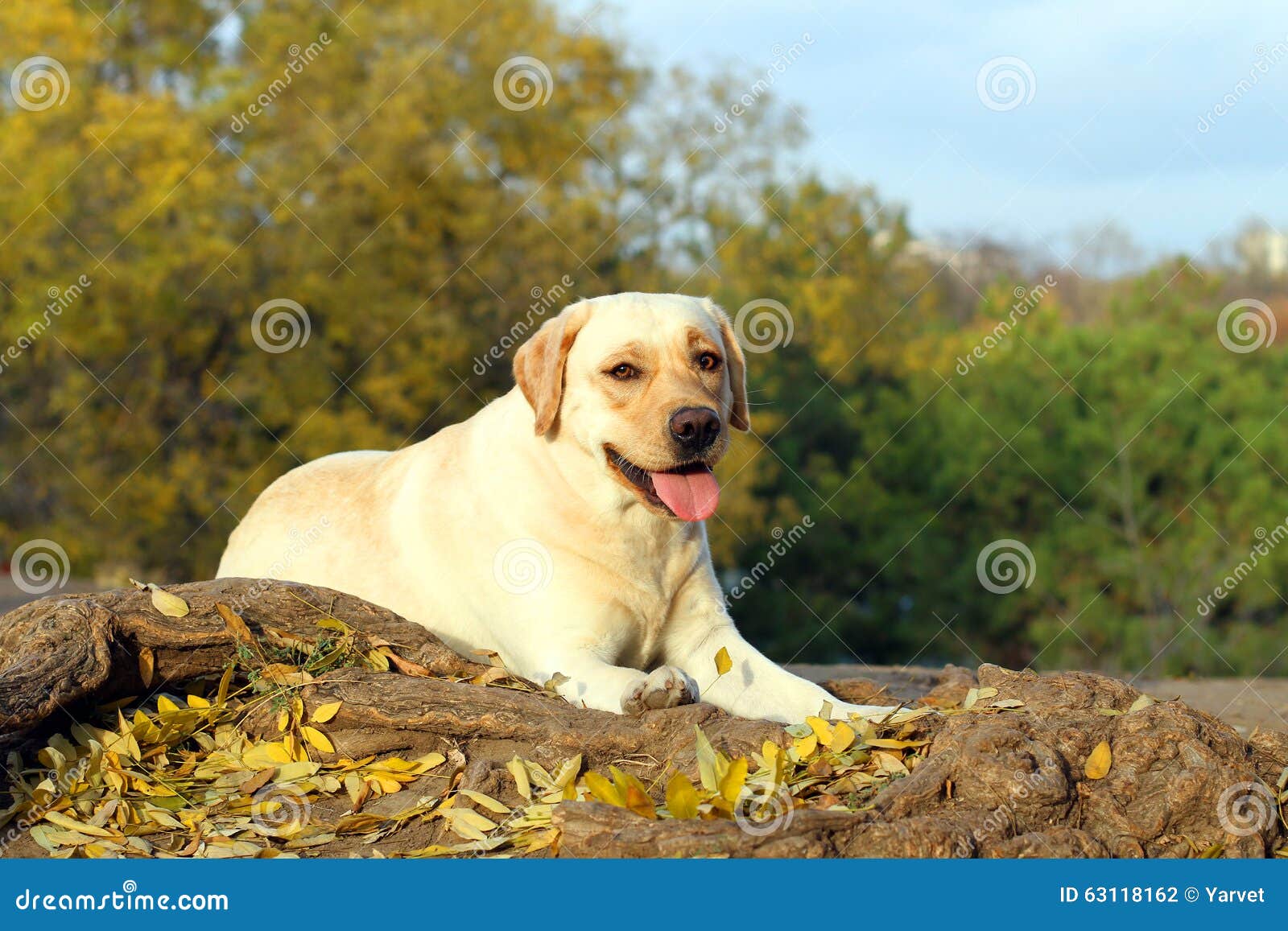 Nice Yellow Labrador in the Park in Autumn Stock Photo - Image of ...