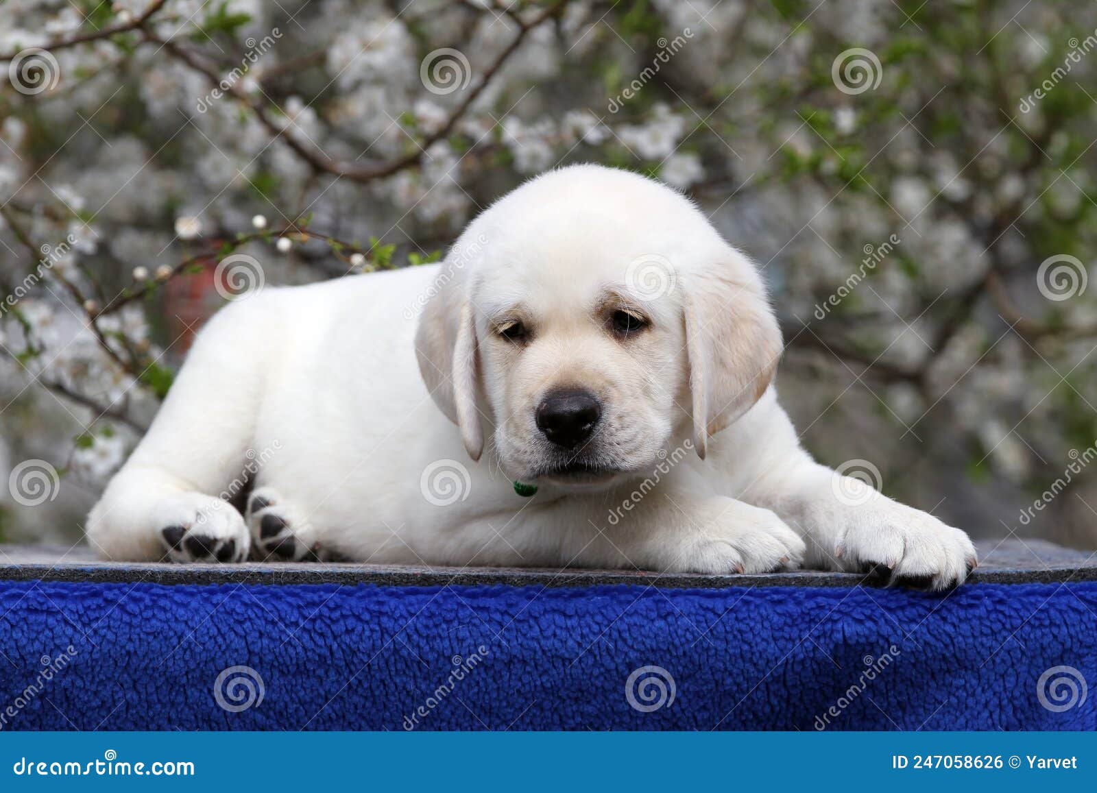 The Nice Yellow Labrador Puppy on the Blue Background Stock Photo ...