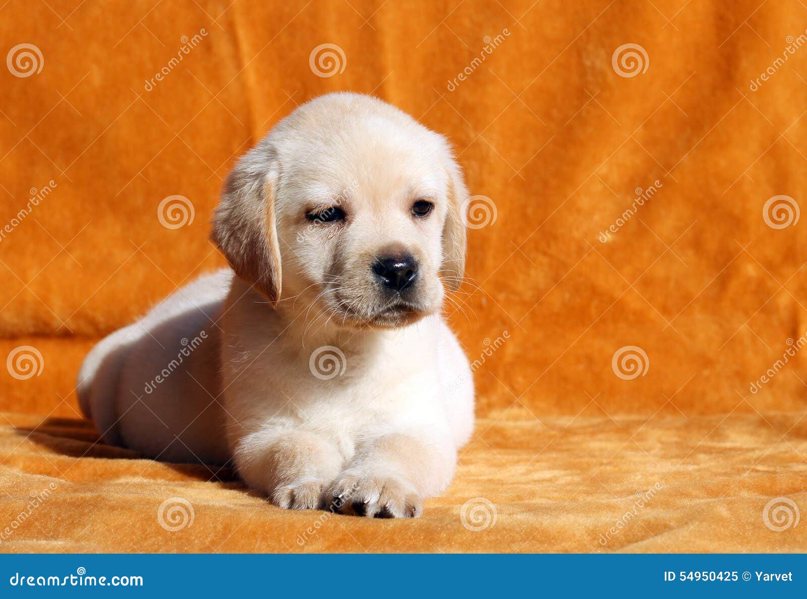 A Nice Yellow Labrador Puppy on Orange Background Stock Image - Image ...