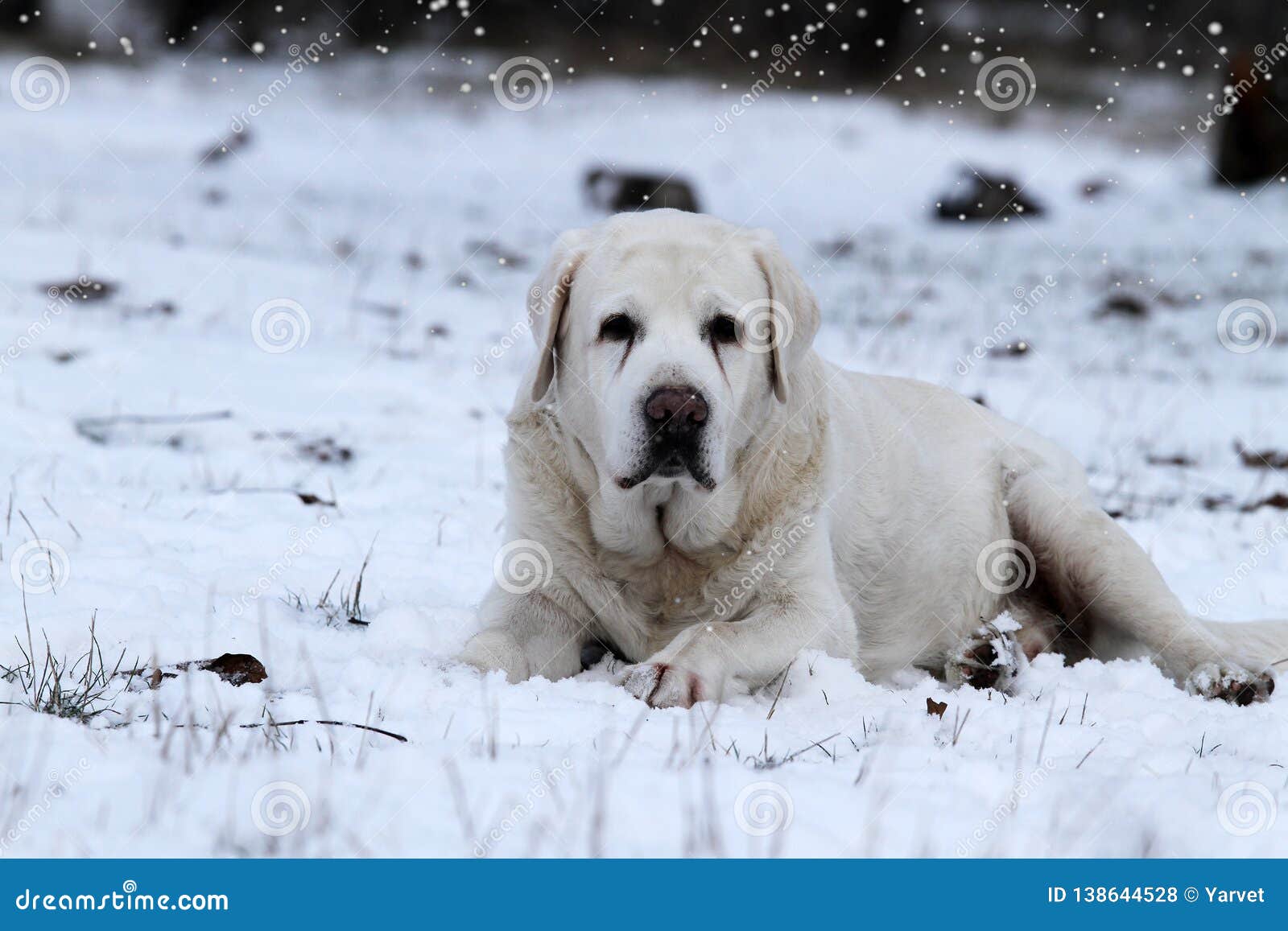 A Nice Yellow Labrador in Winter in Snow Portrait Stock Photo - Image ...