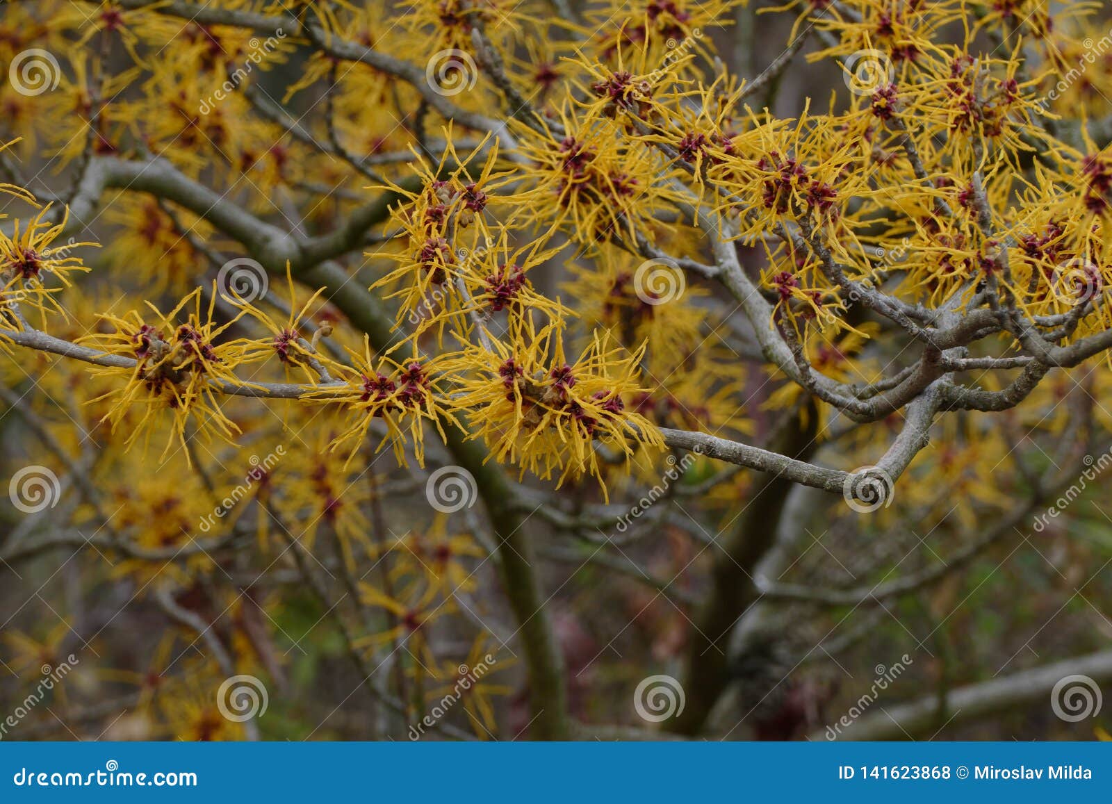 Yellow spring witch hazel stock photo. Image of hamamelidaceae - 141623868