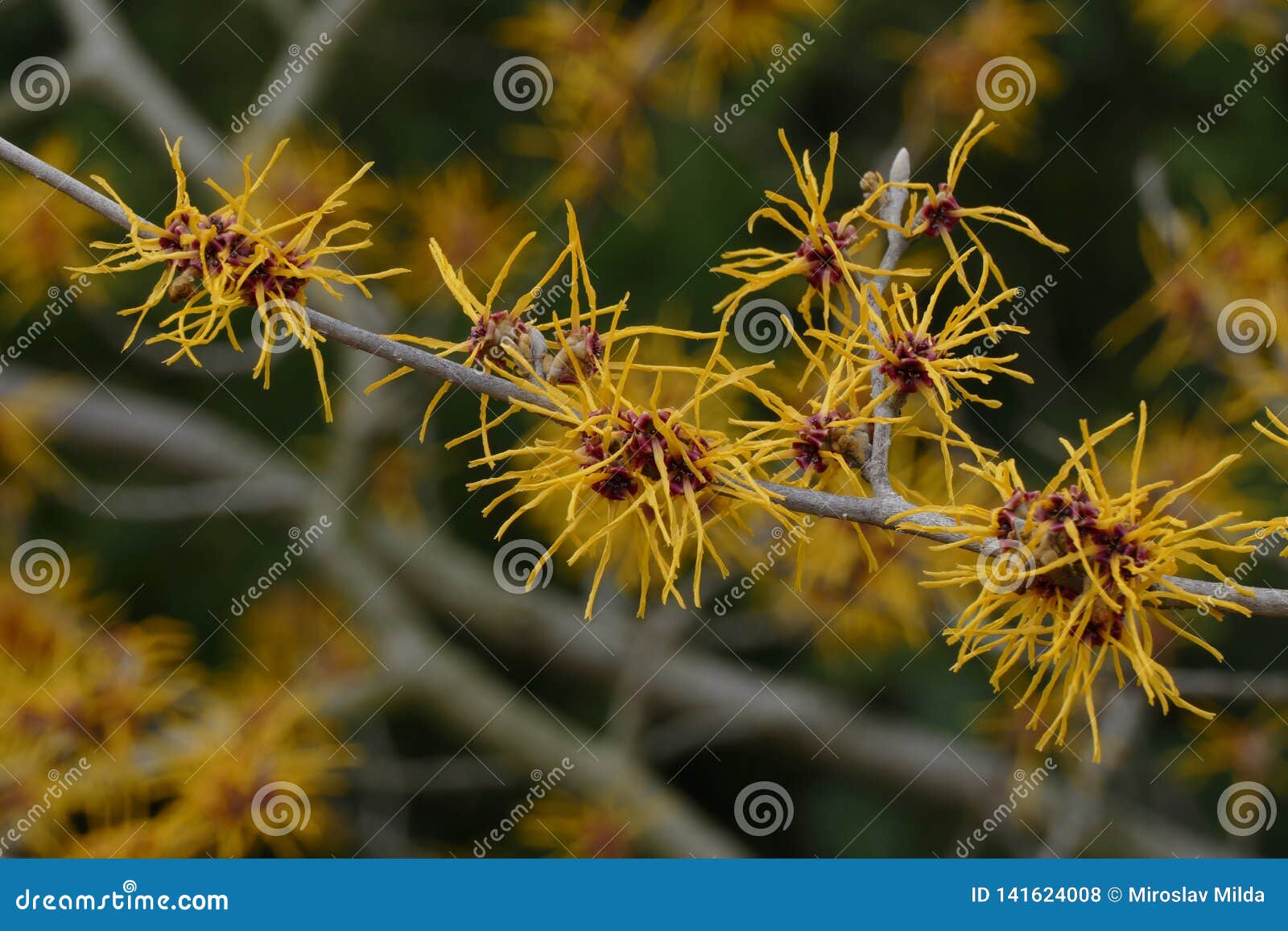 Yellow spring witch hazel stock photo. Image of hazel - 141624008