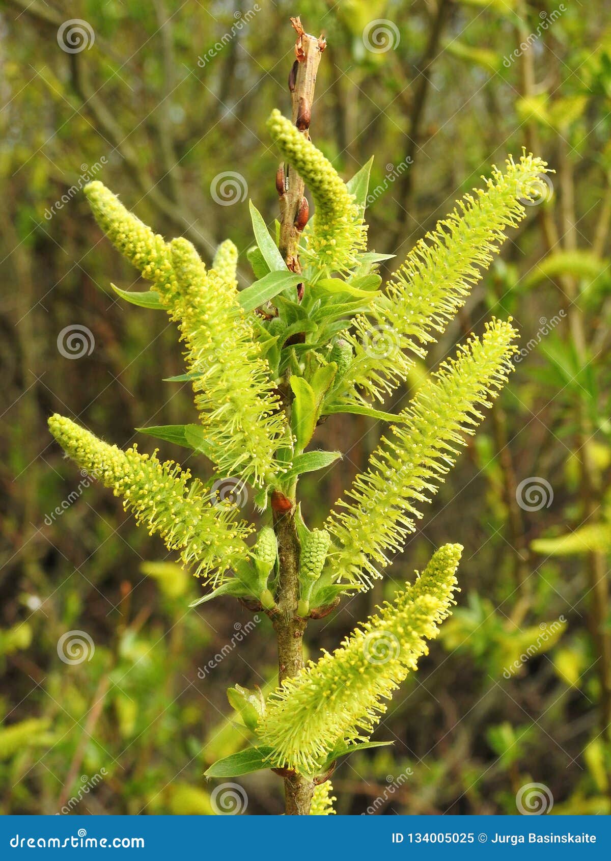 Beautiful Yellow Willow in Spring, Lithuania Stock Image - Image of ...