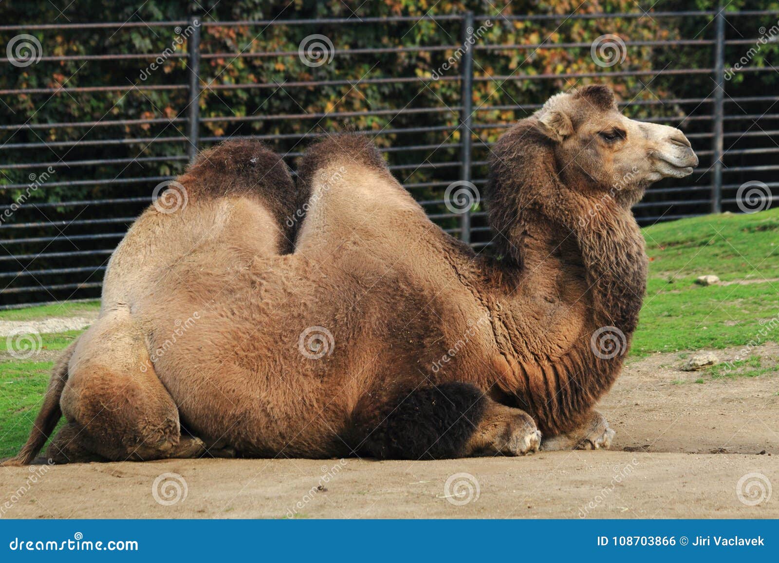 Nice young camel stock photo. Image of head, camel, smile - 108703866