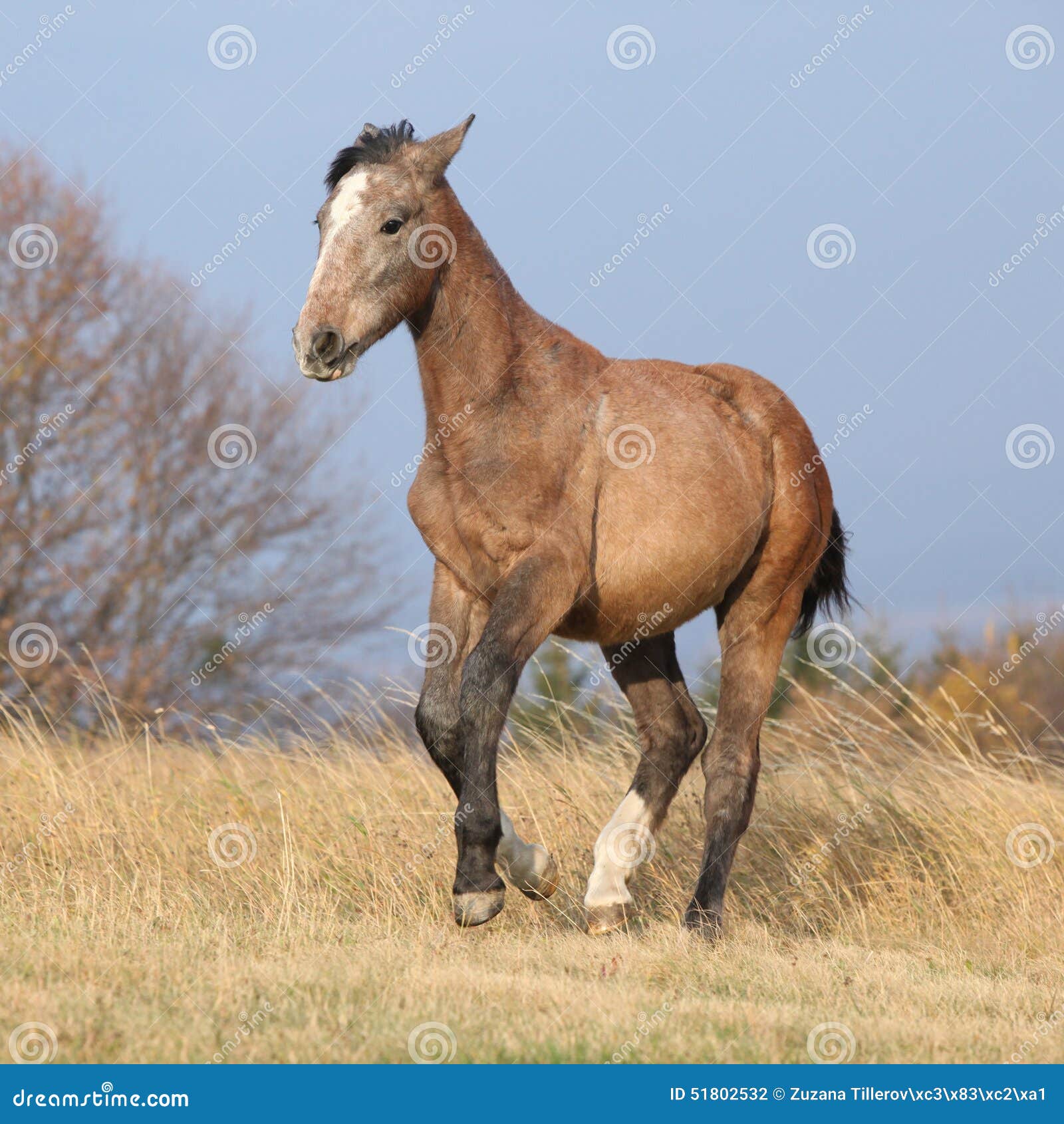 Nice Young Horse Running in Freedom Stock Photo - Image of grazing ...