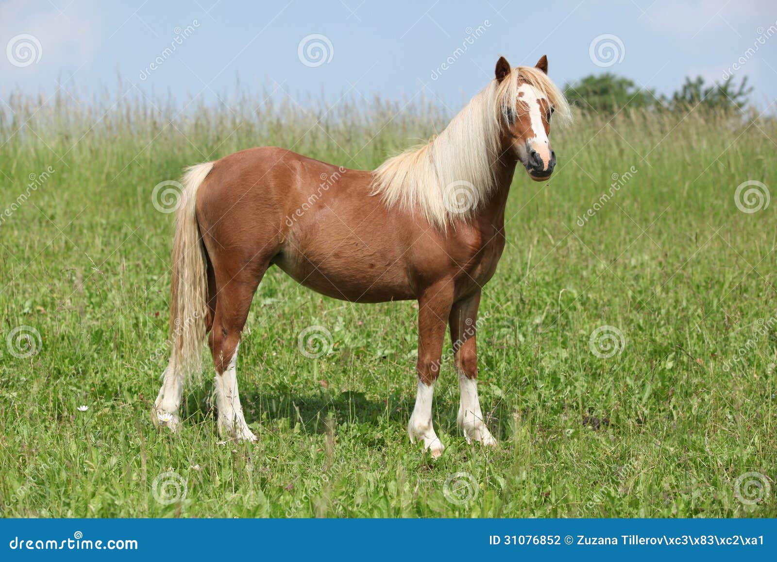 Nice Young Welsh Mountain Pony Stock Photo - Image of still, standing ...
