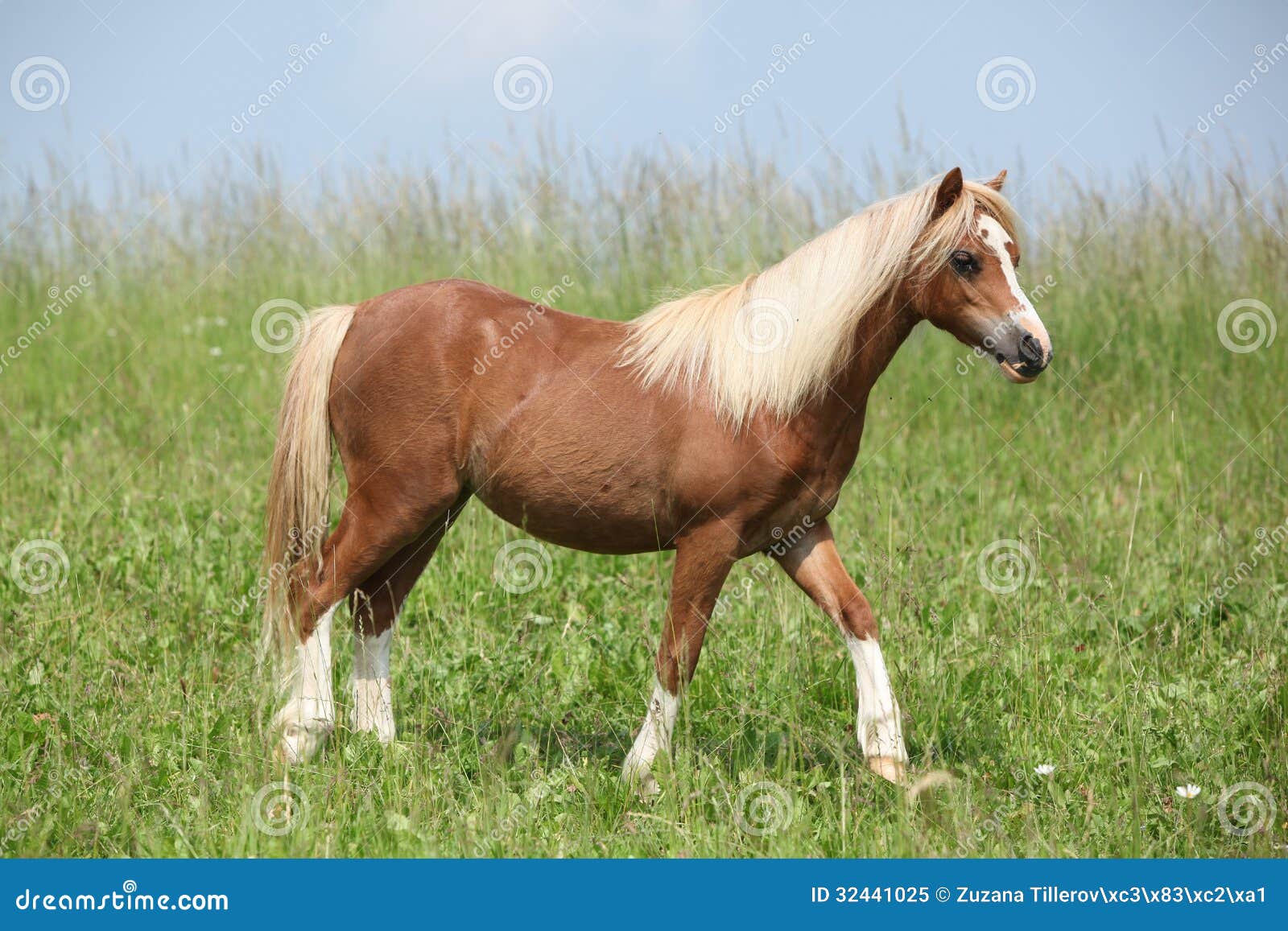 Nice Young Welsh Mountain Pony Stock Image - Image of mare, pasturage ...