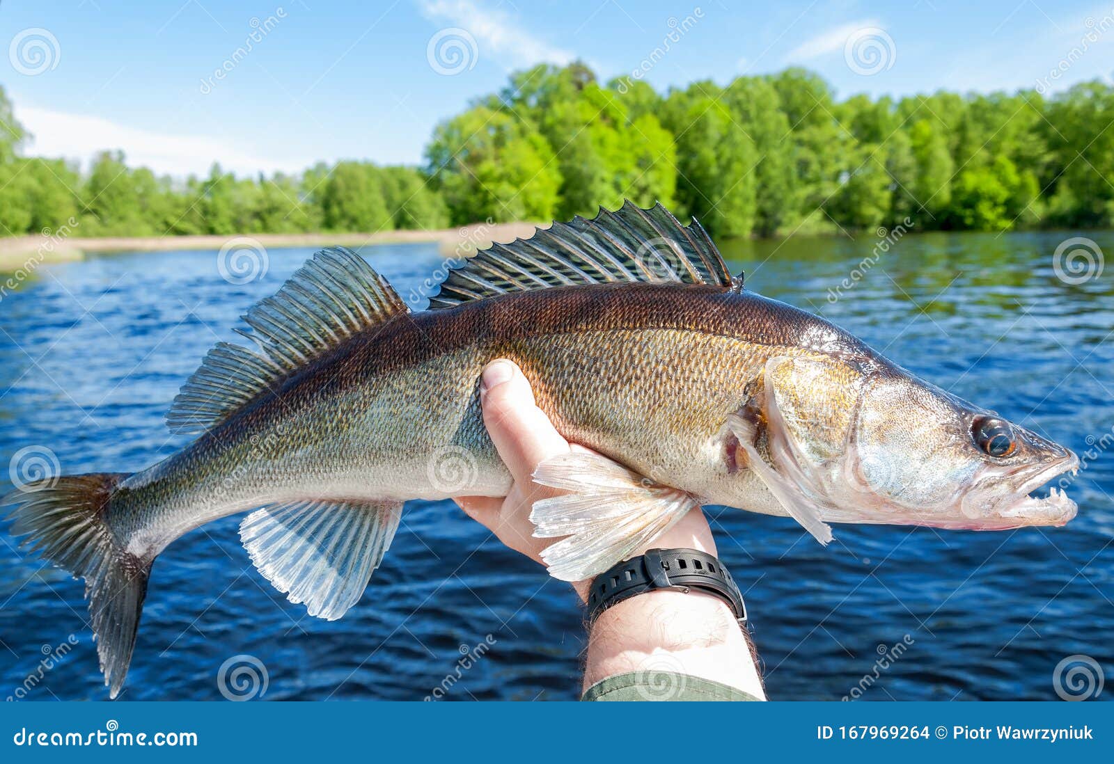 Nice zander fish stock photo. Image of portrait, outdoor - 167969264