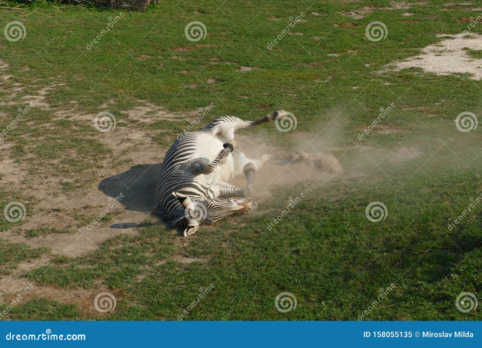 Zebra rolling in dust stock image. Image of mammal, animals - 158055135