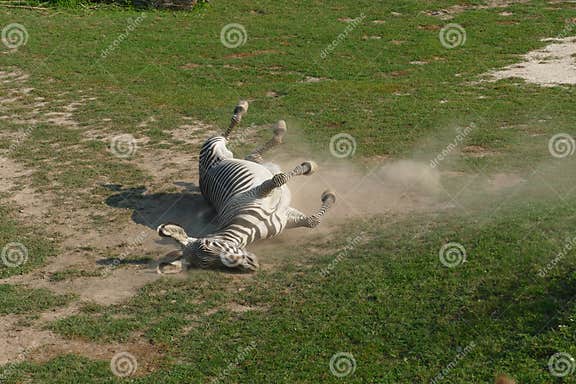 Zebra rolling in dust stock image. Image of savanna - 158055235