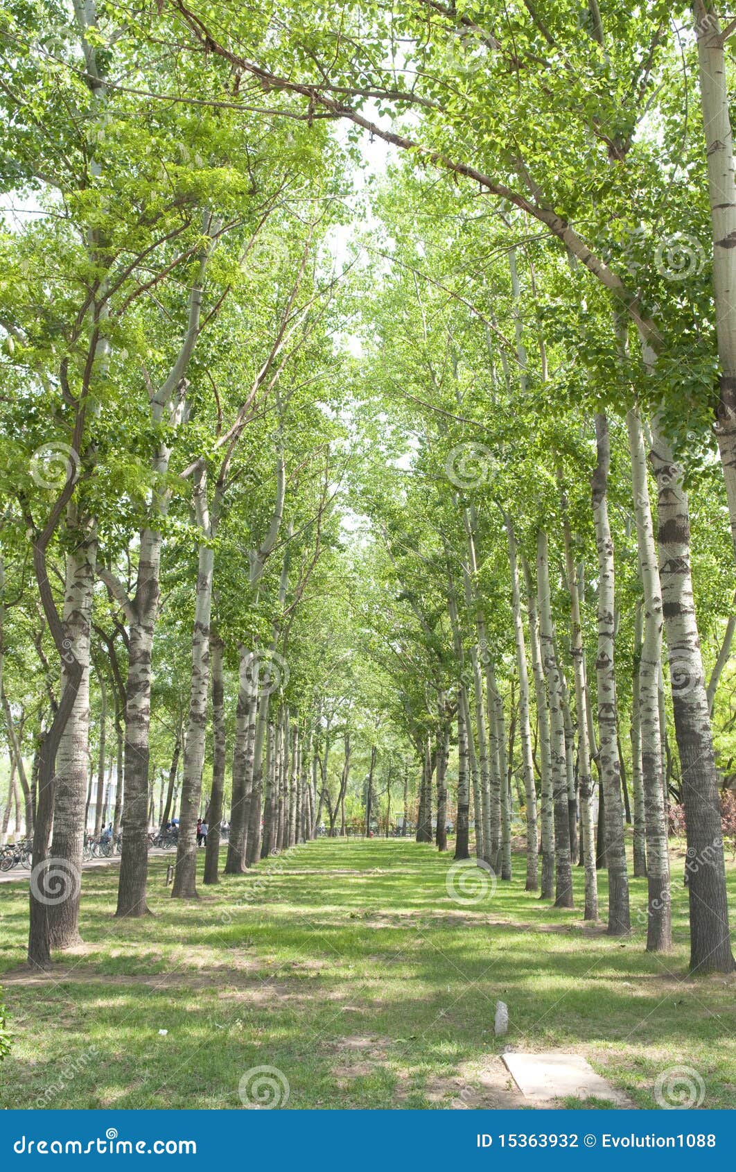 Nicely Decorated Rows of Trees Stock Photo - Image of tree, grass: 15363932