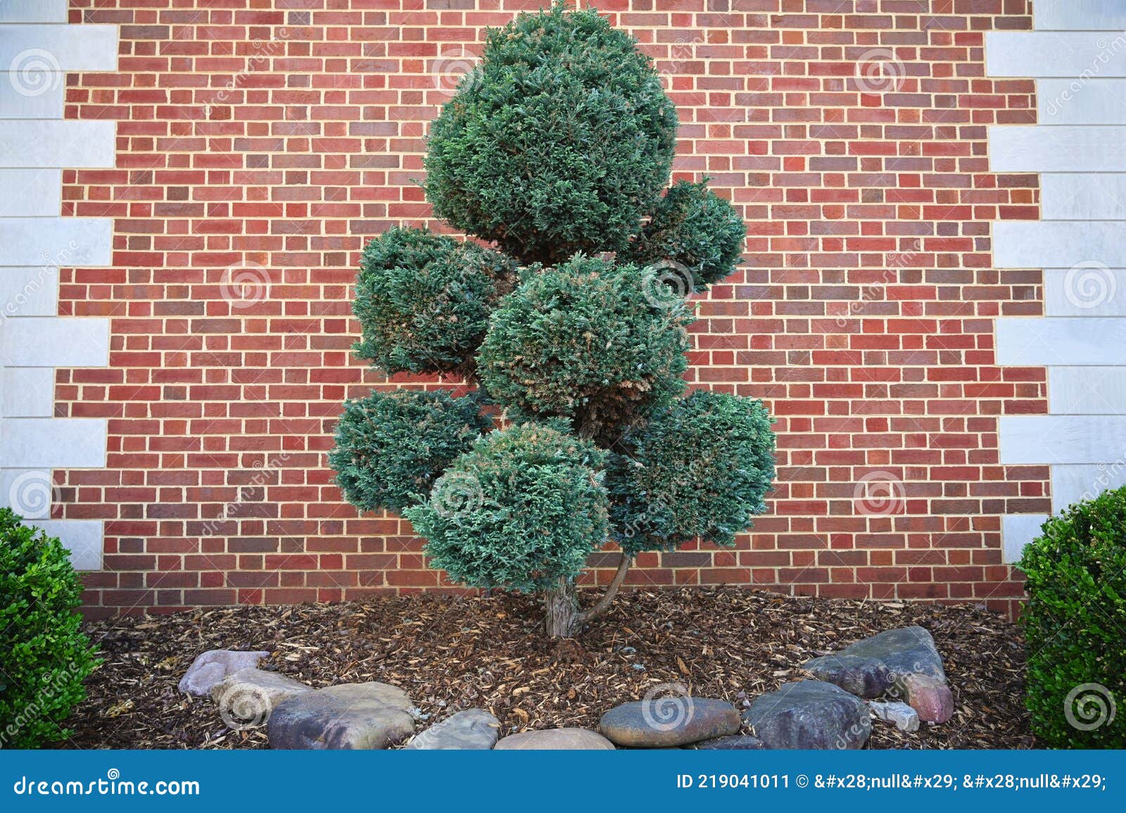 Puffy Shrub stock image. Image of bush, manicured, puffy - 219041011