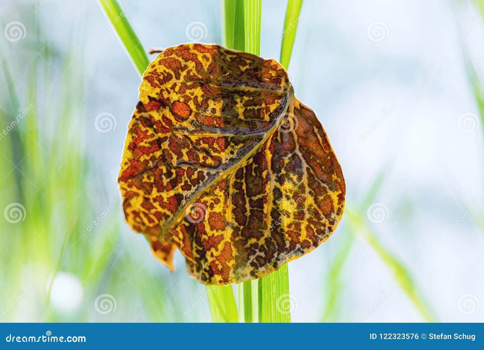 Mottled Poplar Leaf stock photo. Image of hung, autumn - 122323576
