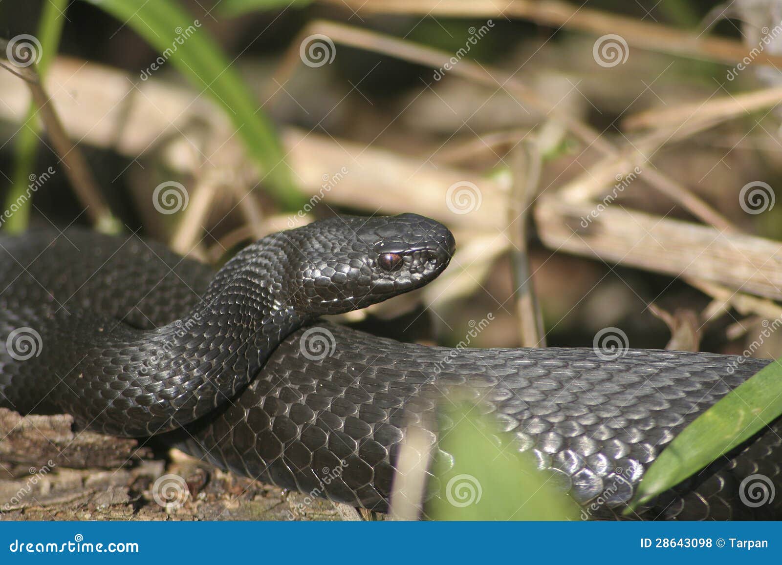 Nicholas Viper in the Grass on a Meadow. Stock Photo - Image of ...