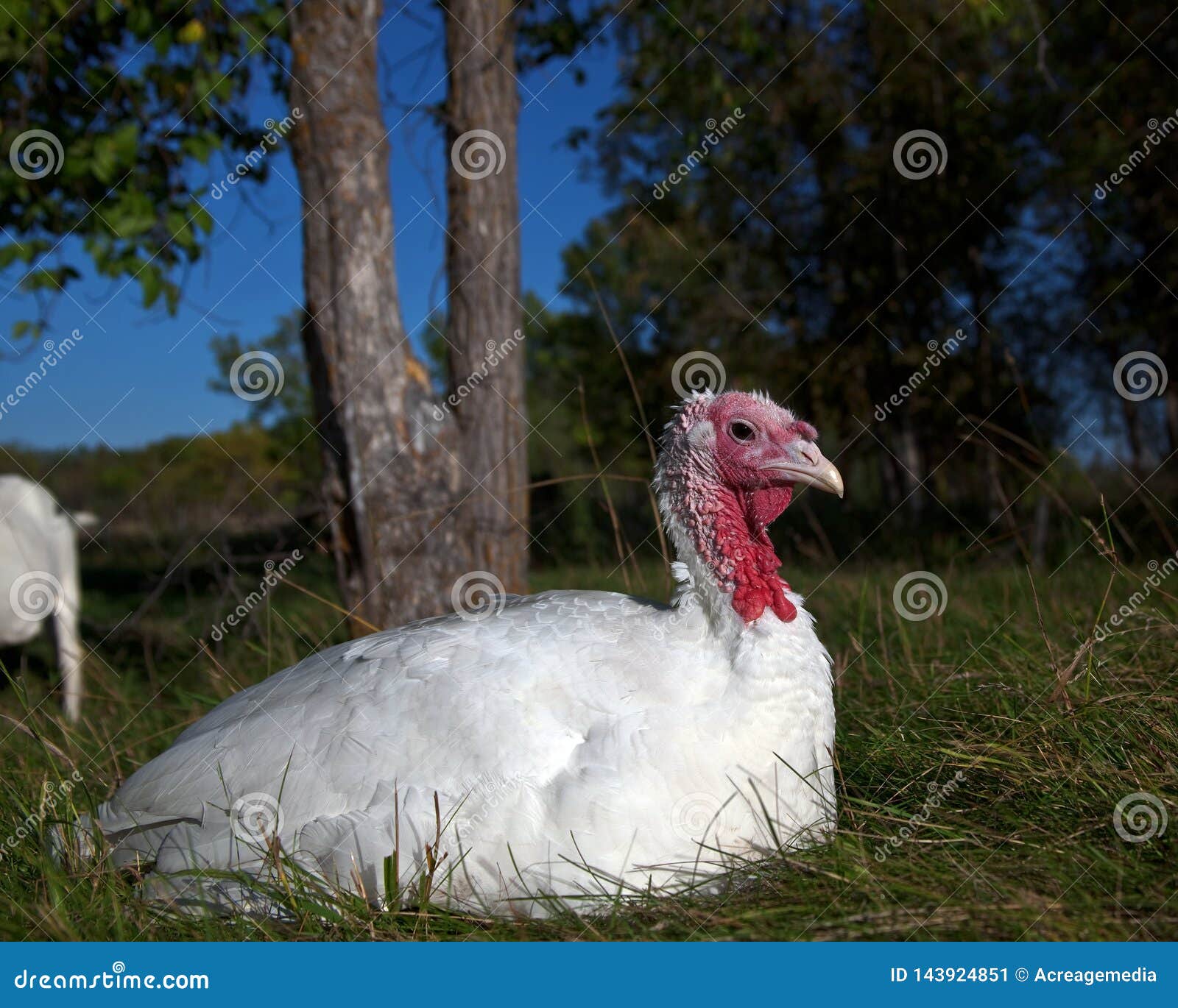 Nicholas White Turkey Resting Outside Stock Image - Image of grass ...