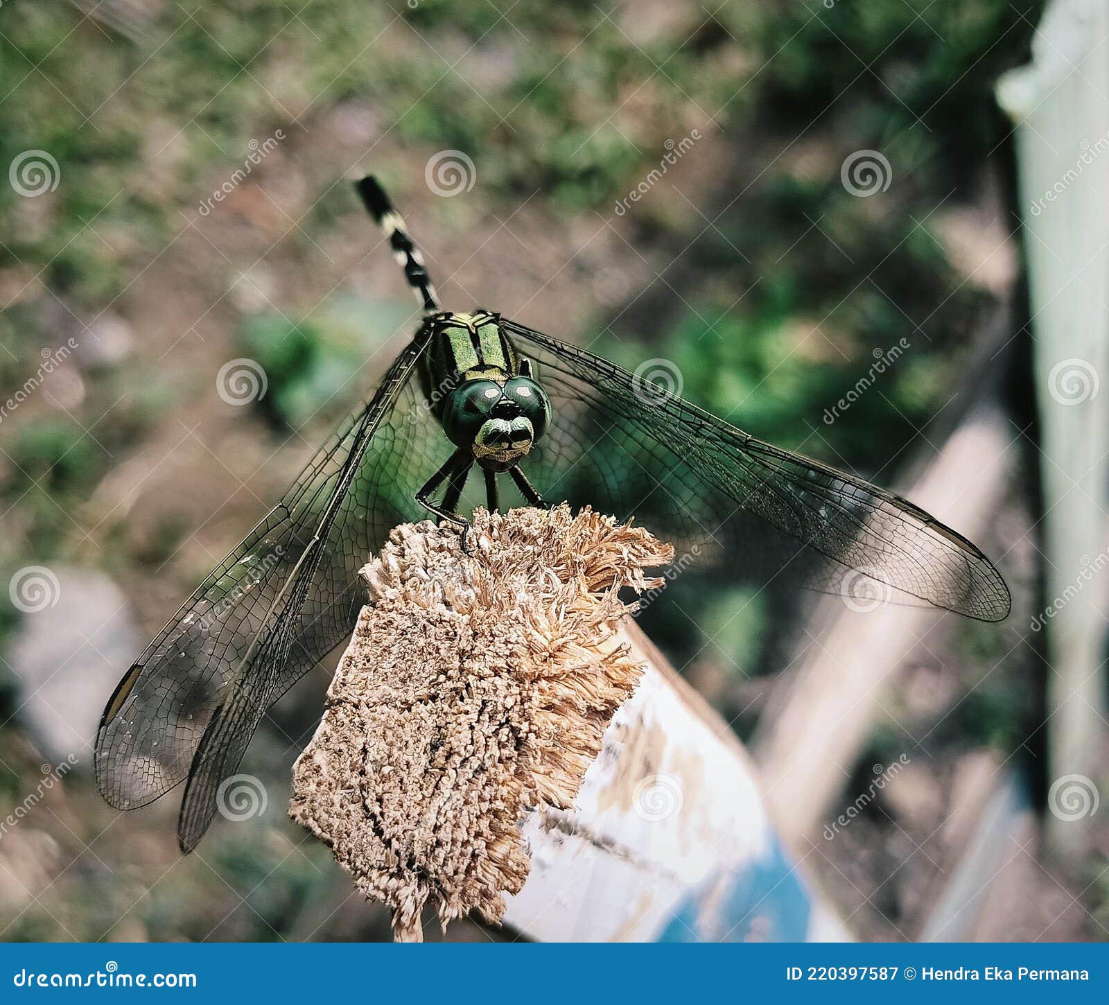 Nicknamed the Army Dragonfly because it Has the Same Color As the ...