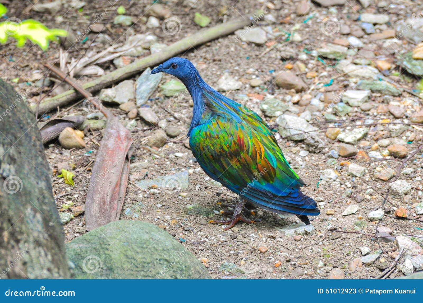 Nicobar pigeon stock image. Image of bird, endanger, pigeon - 61012923