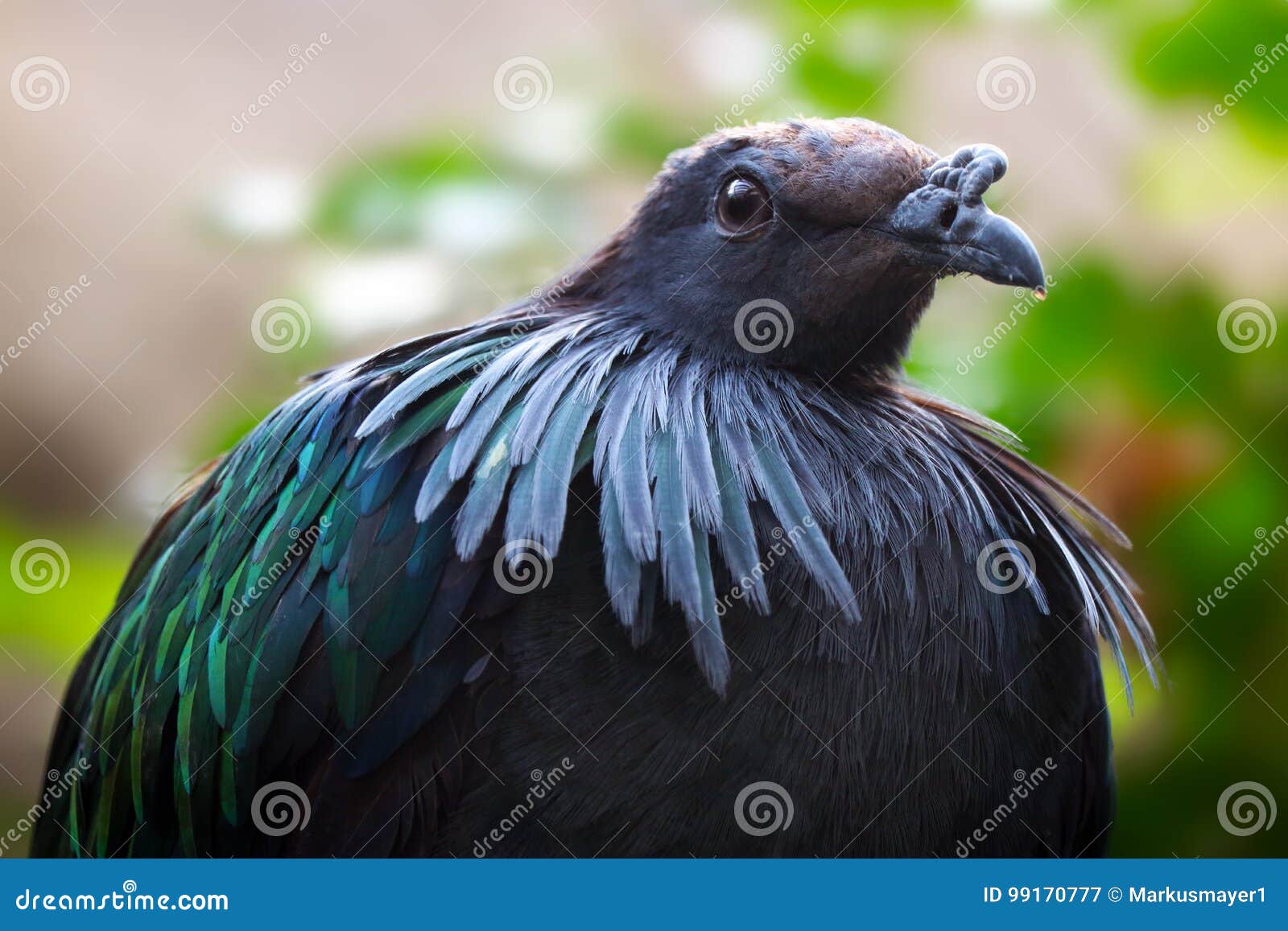 Nicobar Pigeon Bird with Hackles Around the Neck Stock Image - Image of ...